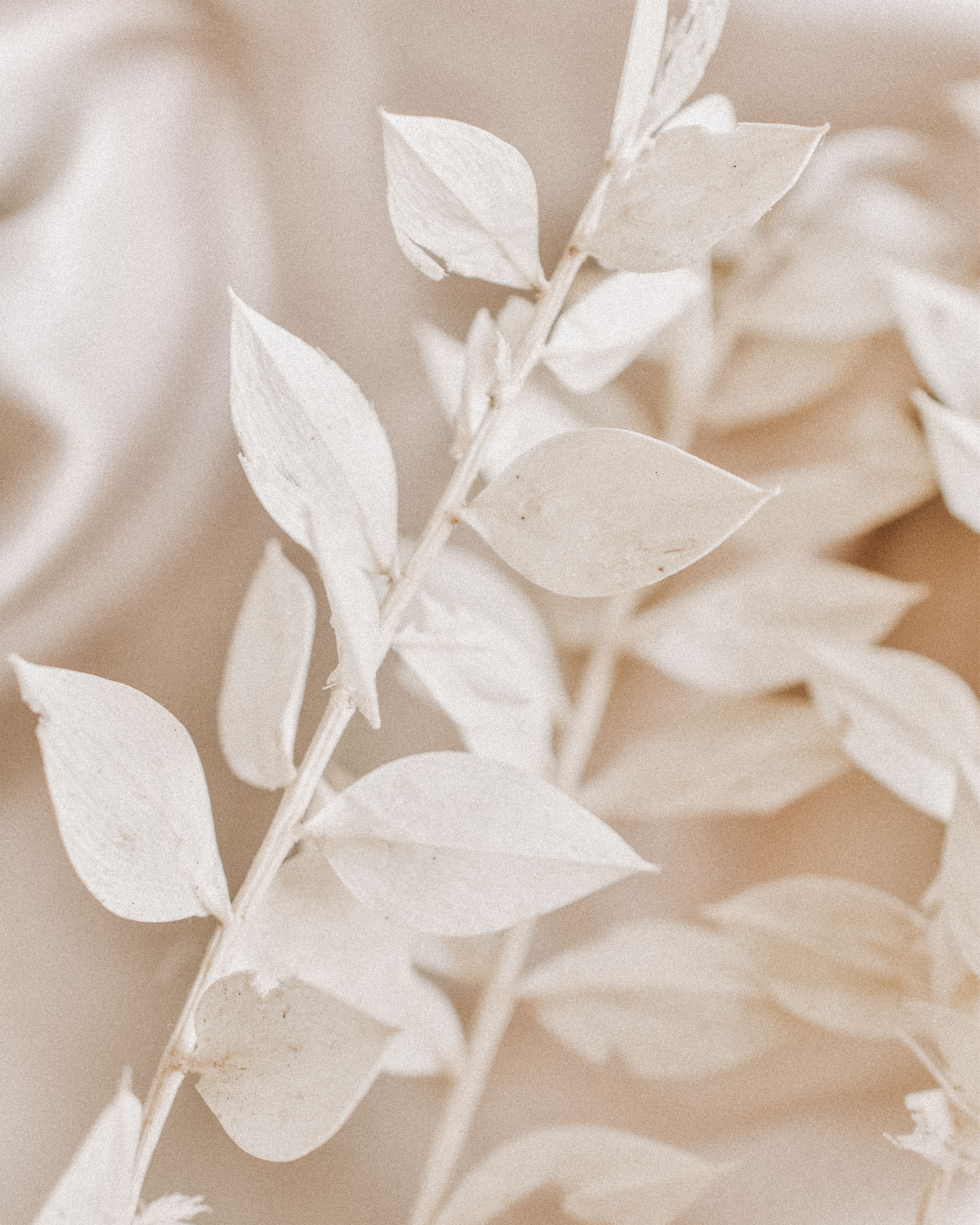 Macro Photo of a White Leaf · Free Stock Photo
