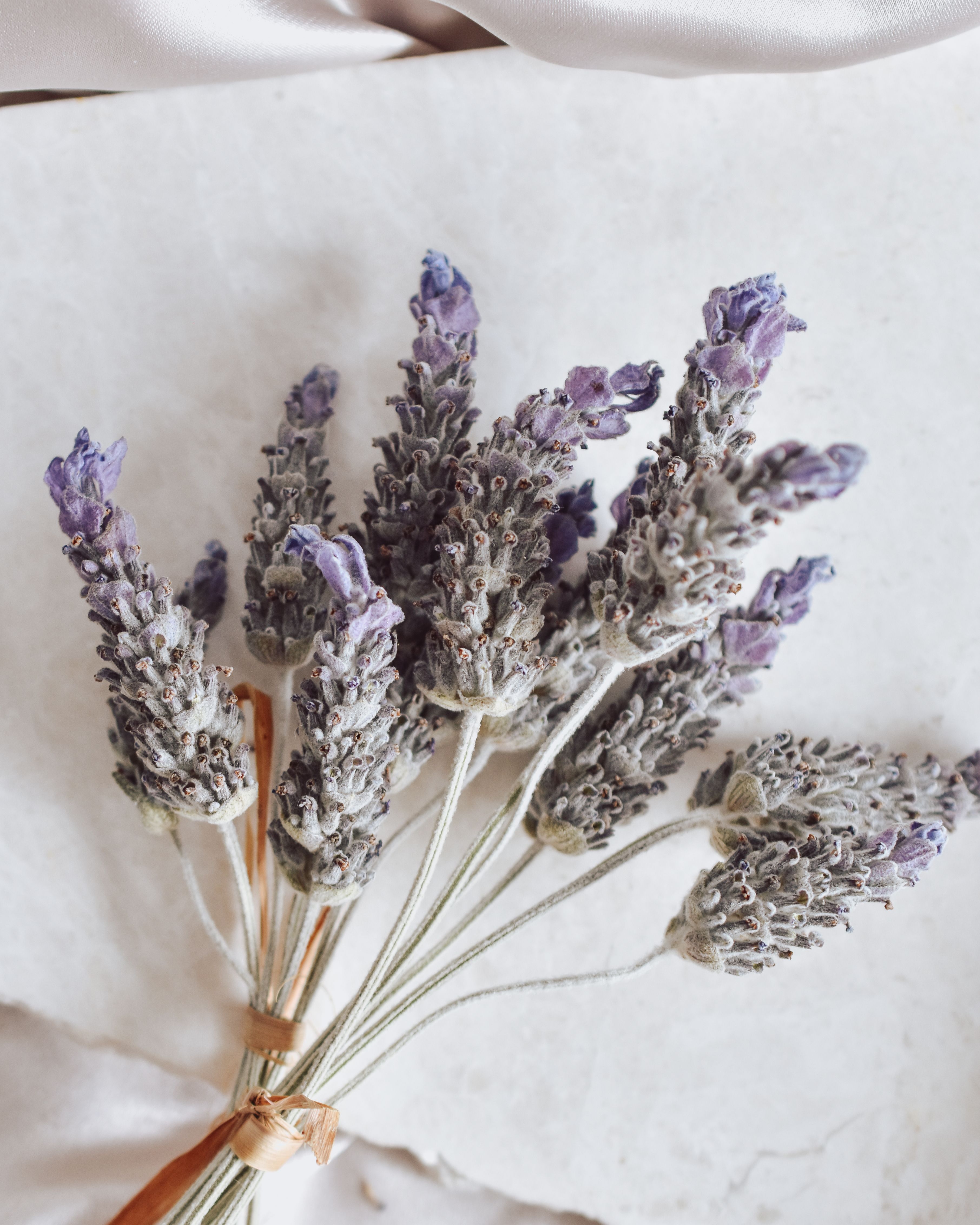 Dasie Flowers Photos, Download The BEST Free Dasie Flowers Stock Photos ...
