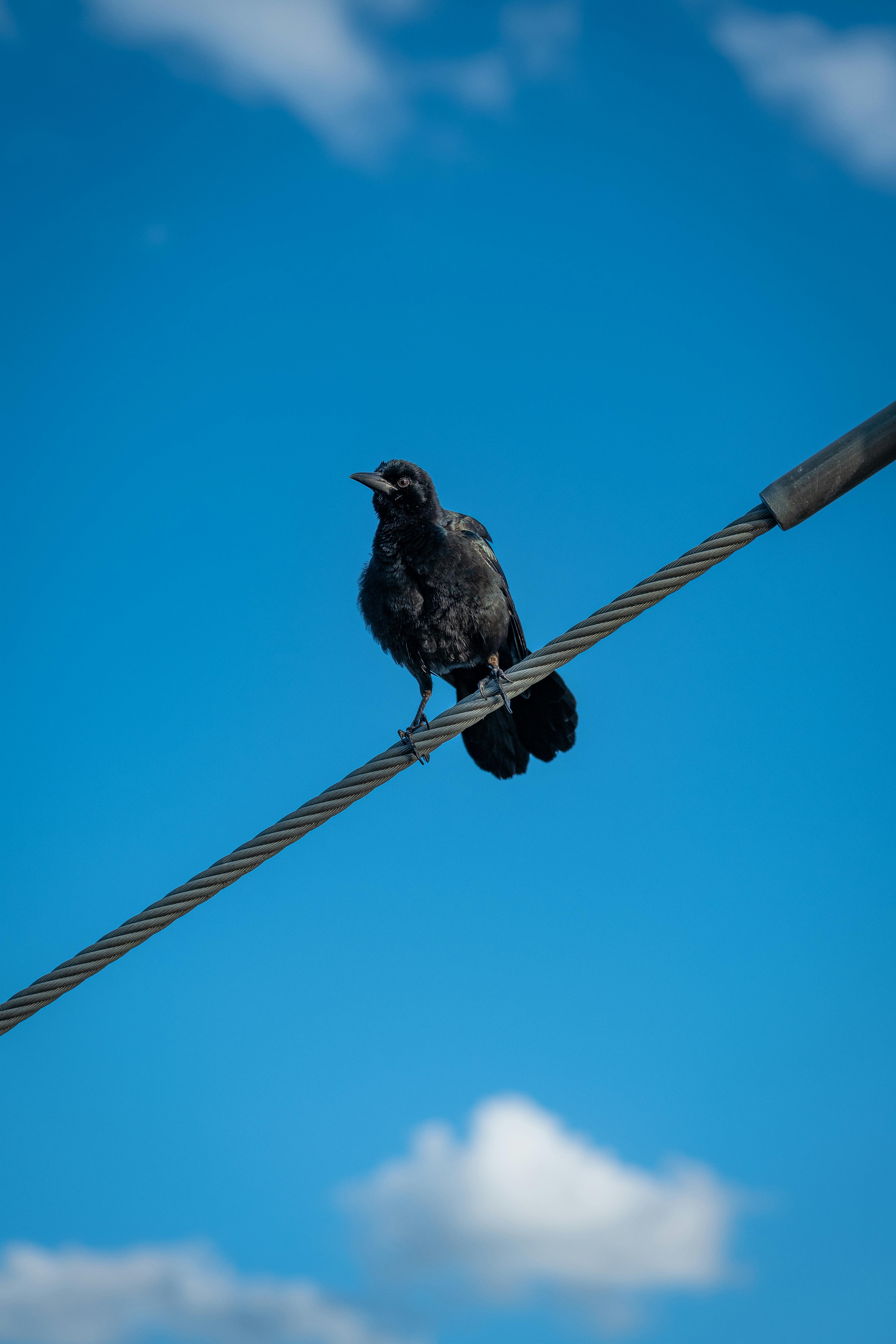 Black Rook Bird Under the Clear Blue Sky · Free Stock Photo
