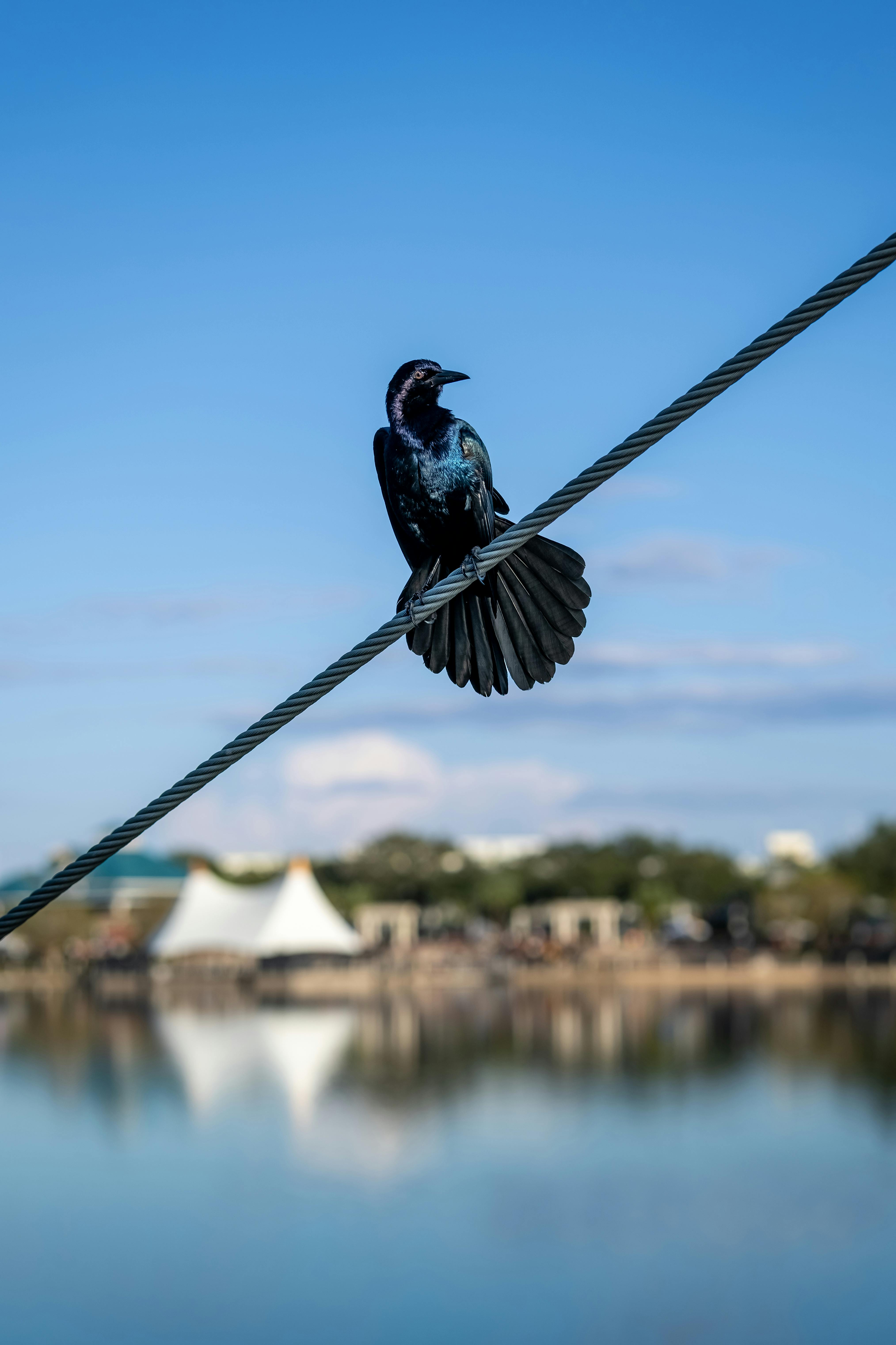 Bird on Wire · Free Stock Photo