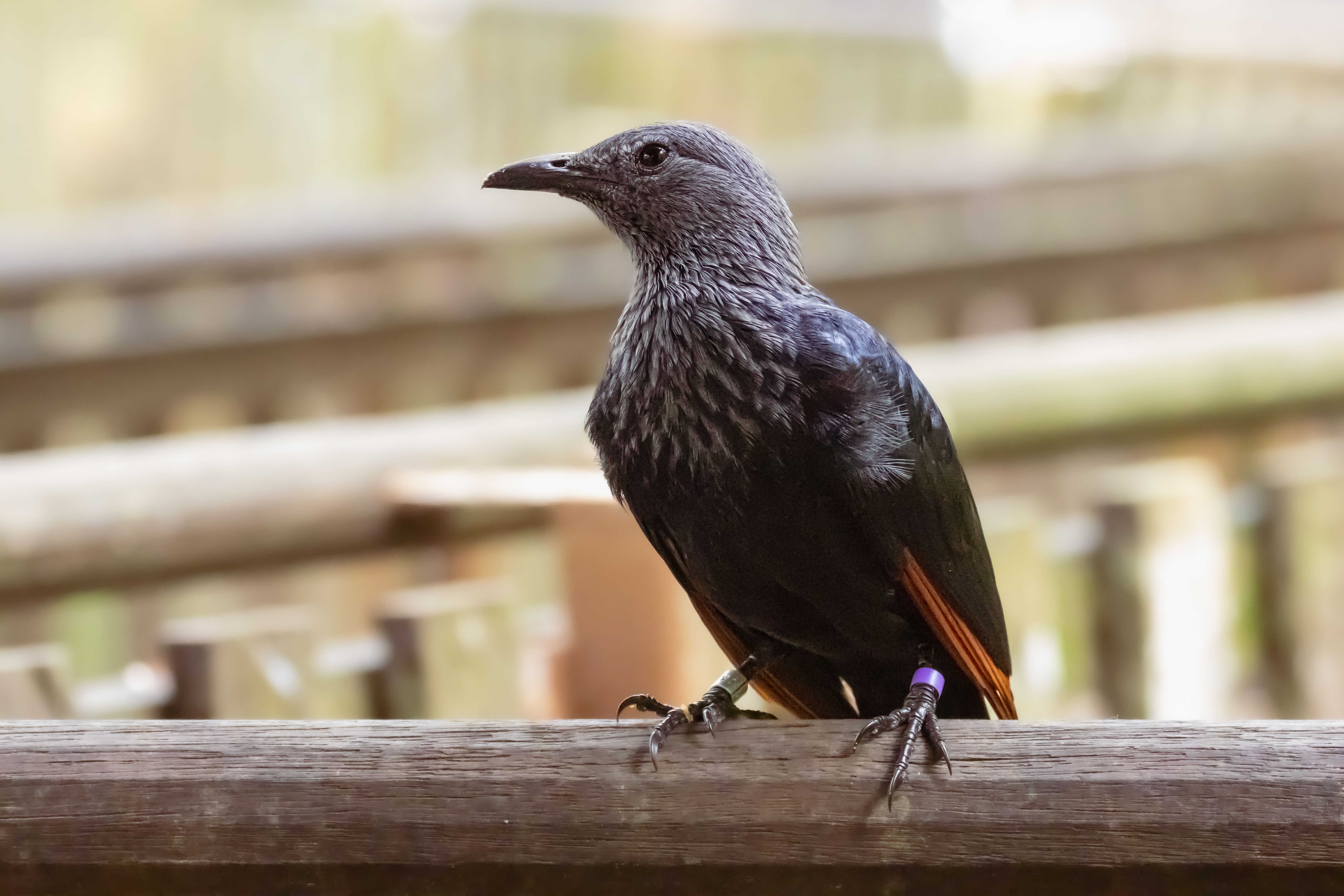 Close-Up Shot of a Red-Winged Starling · Free Stock Photo