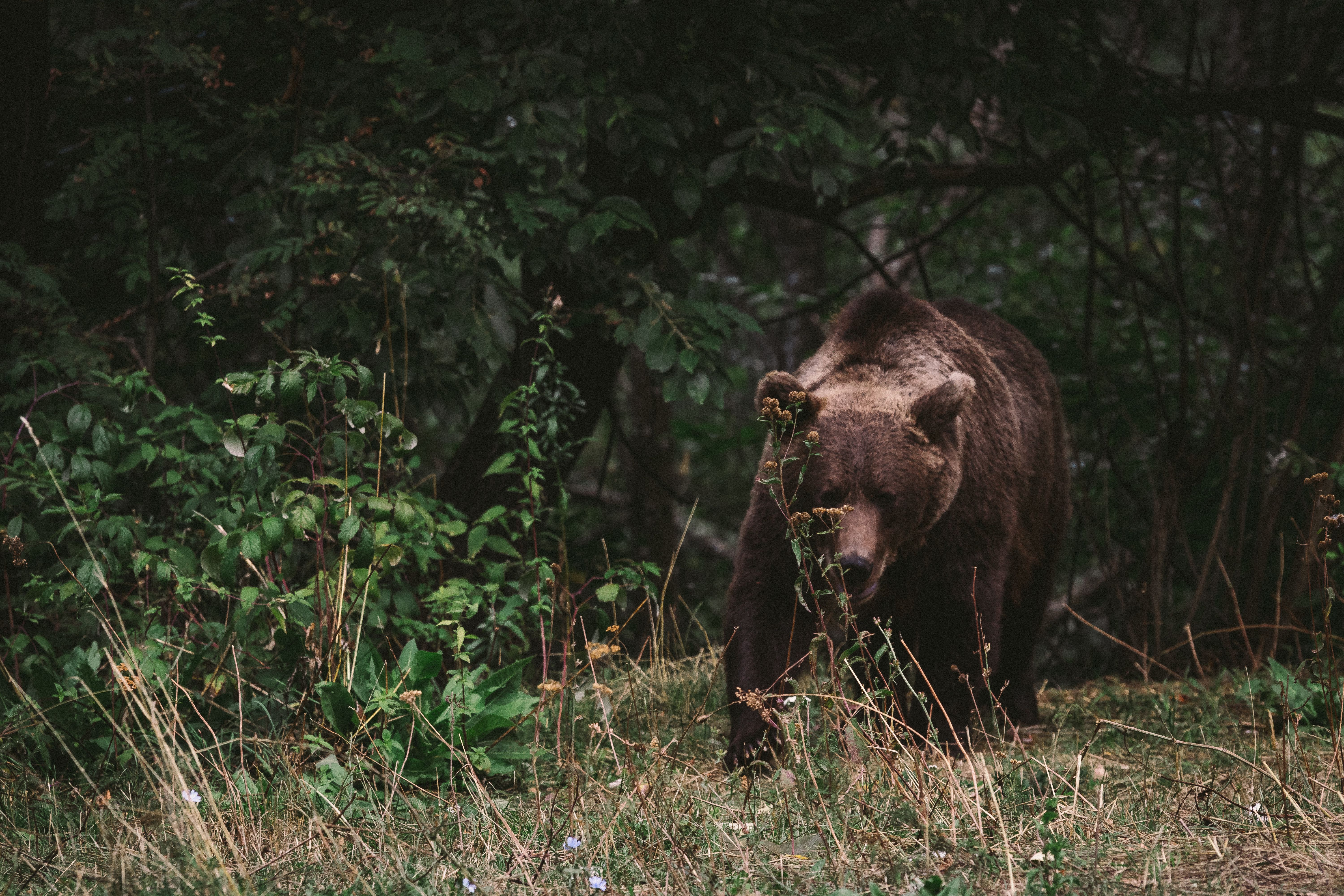 A Bear in the Wild · Free Stock Photo