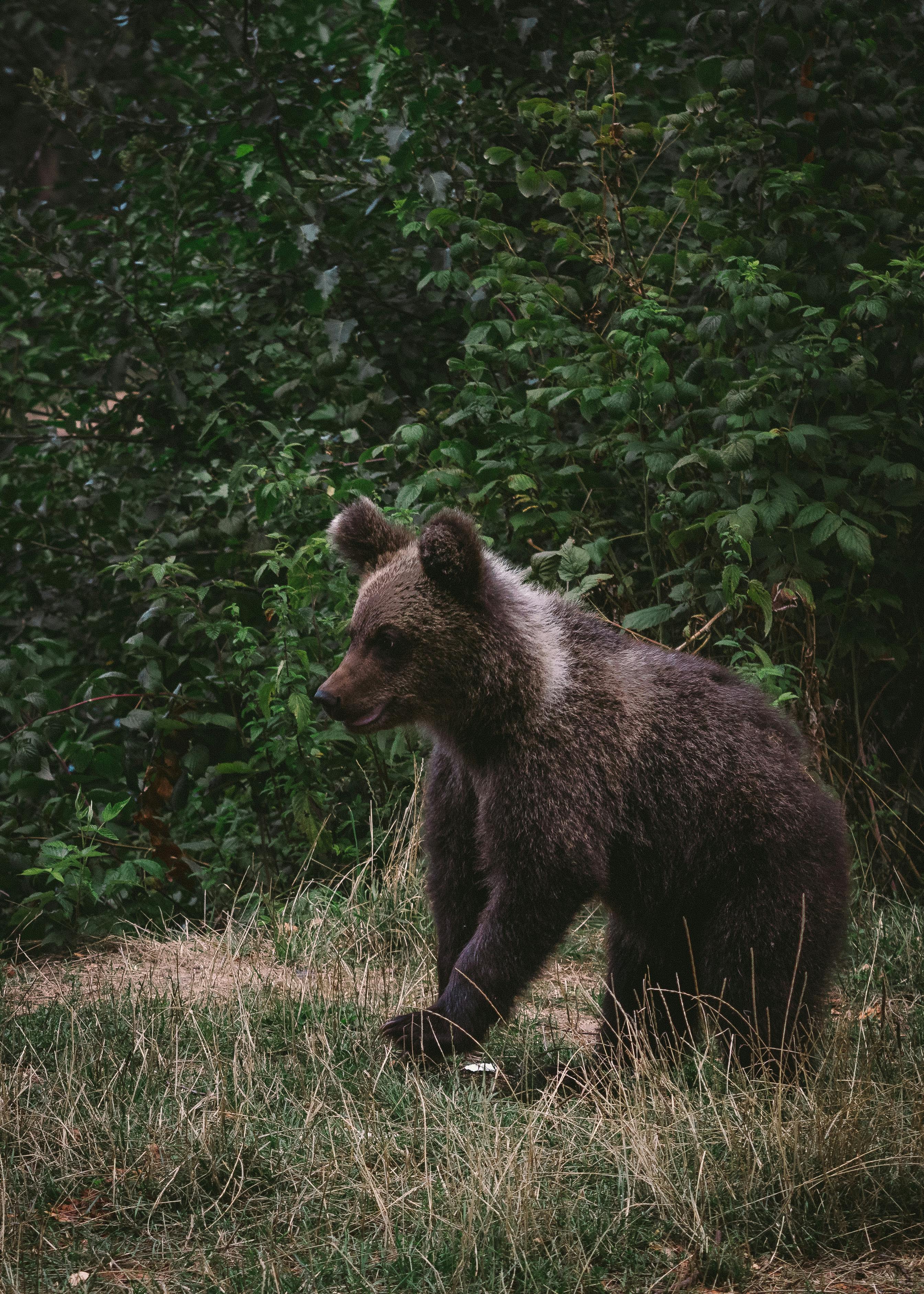 Photo of a Bear Cub · Free Stock Photo
