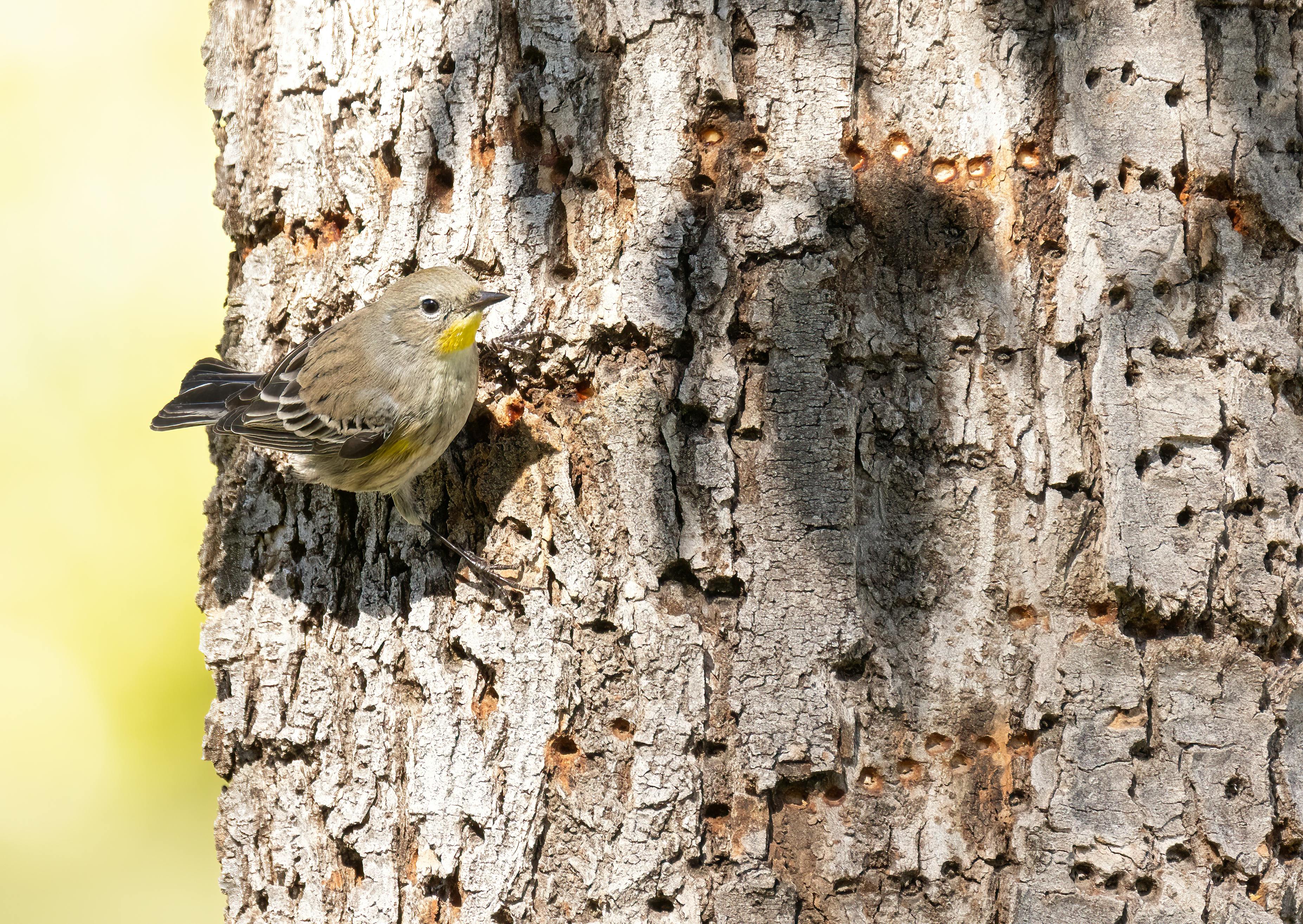 Audubon's Warbler Bird on Tree Trunk · Free Stock Photo