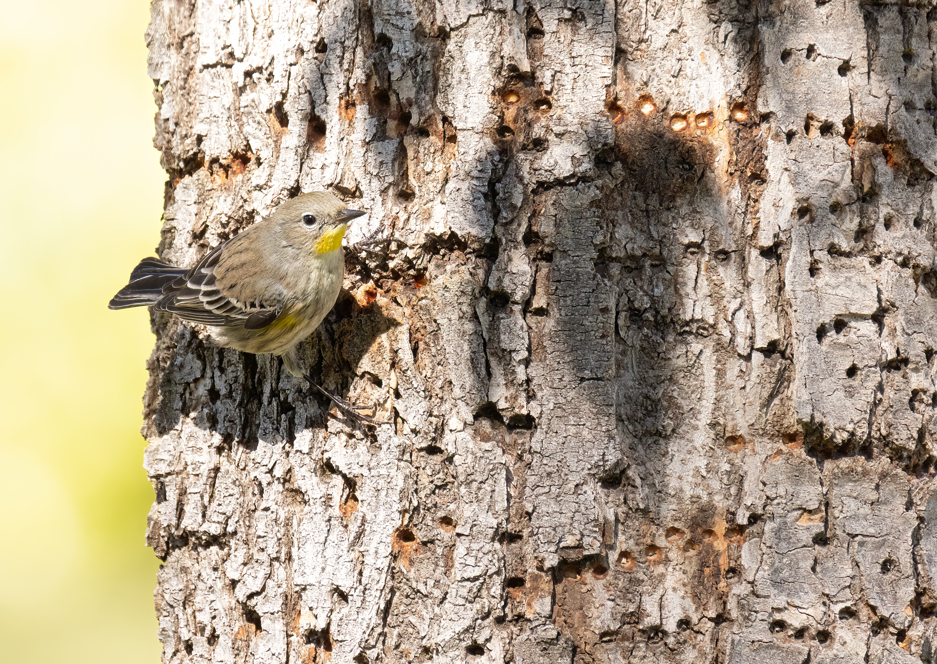 Audubon Bird Call Identification: A Simple Guide