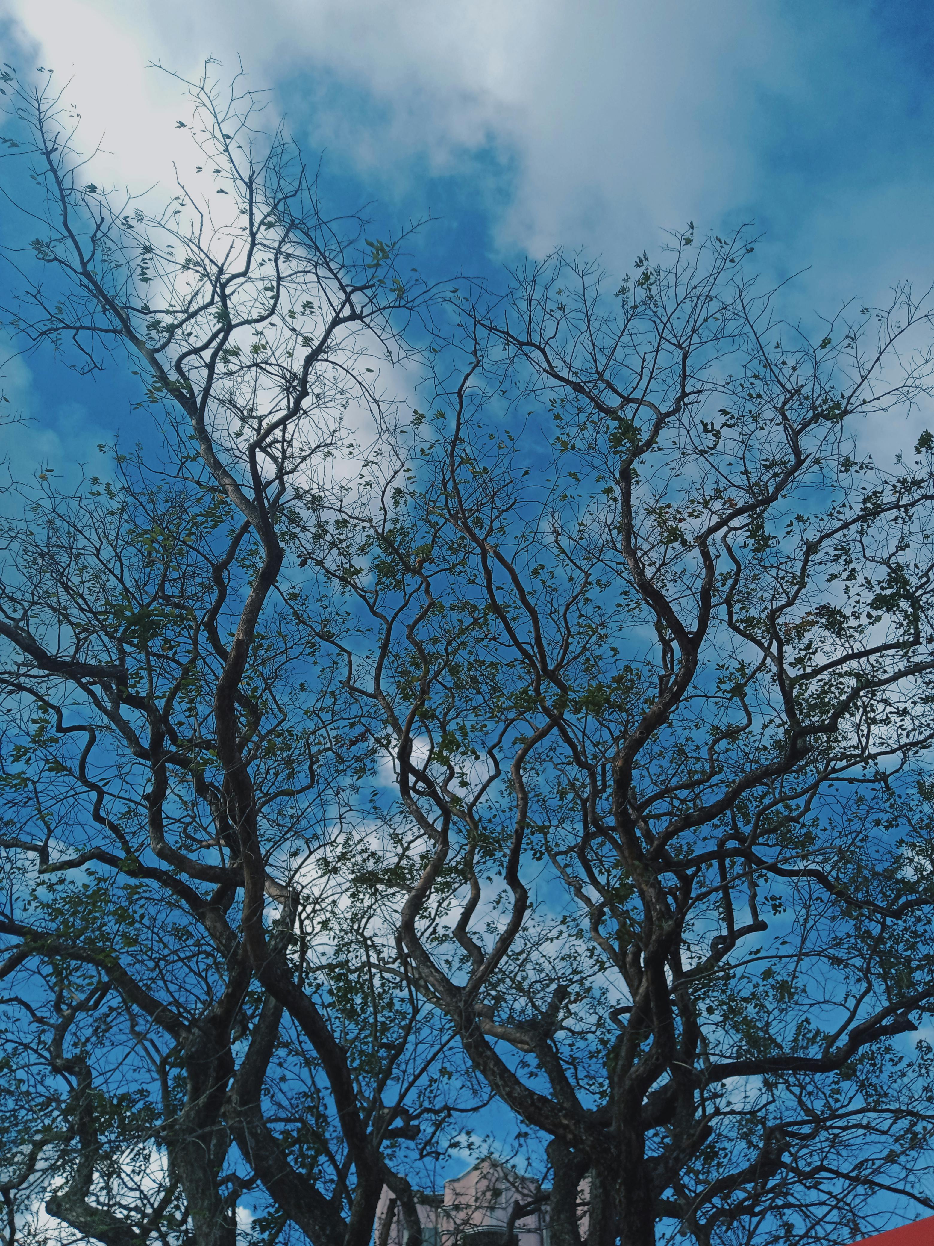 Photo of a Tree Crown · Free Stock Photo