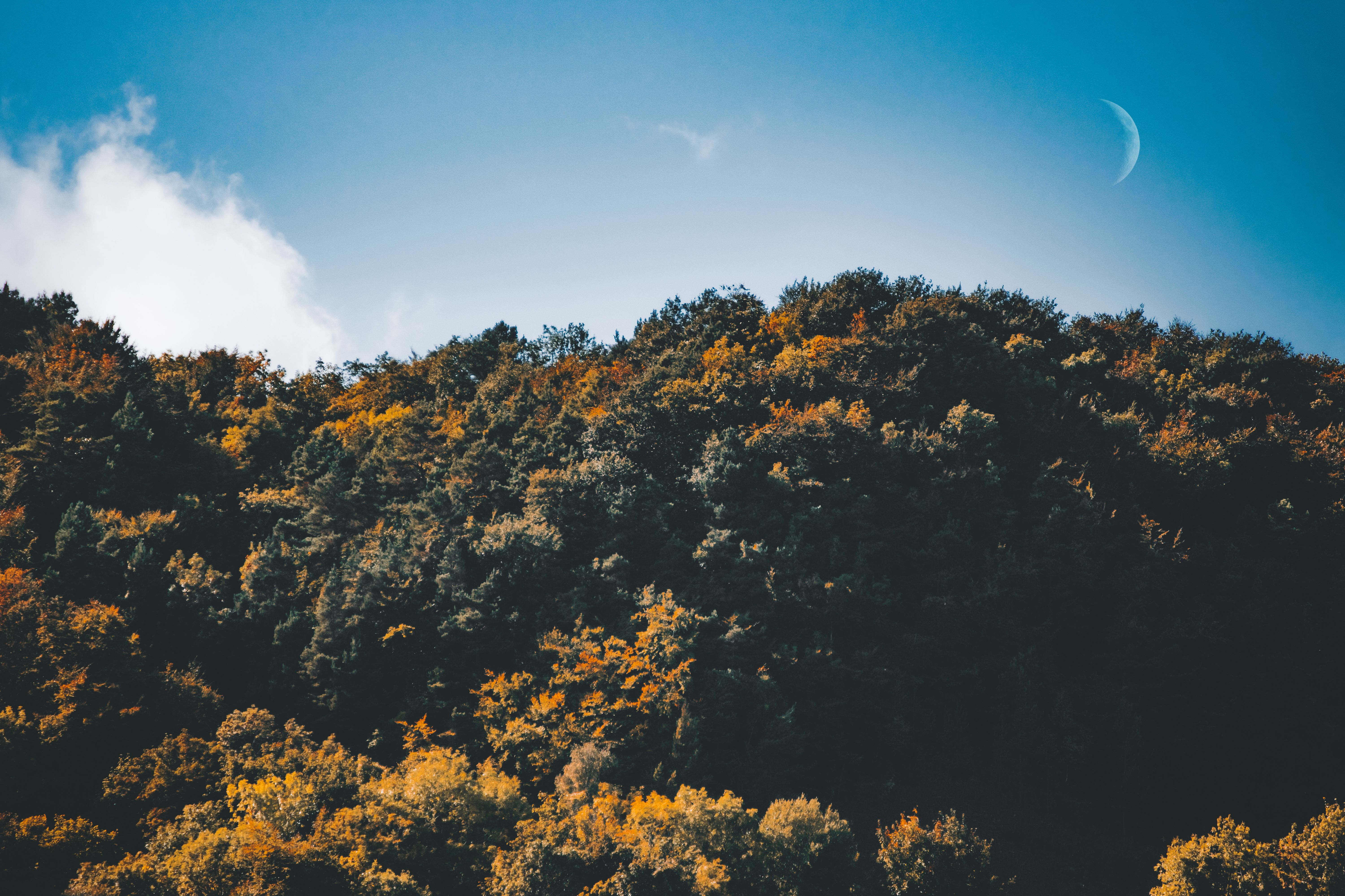 Brown Trees · Free Stock Photo