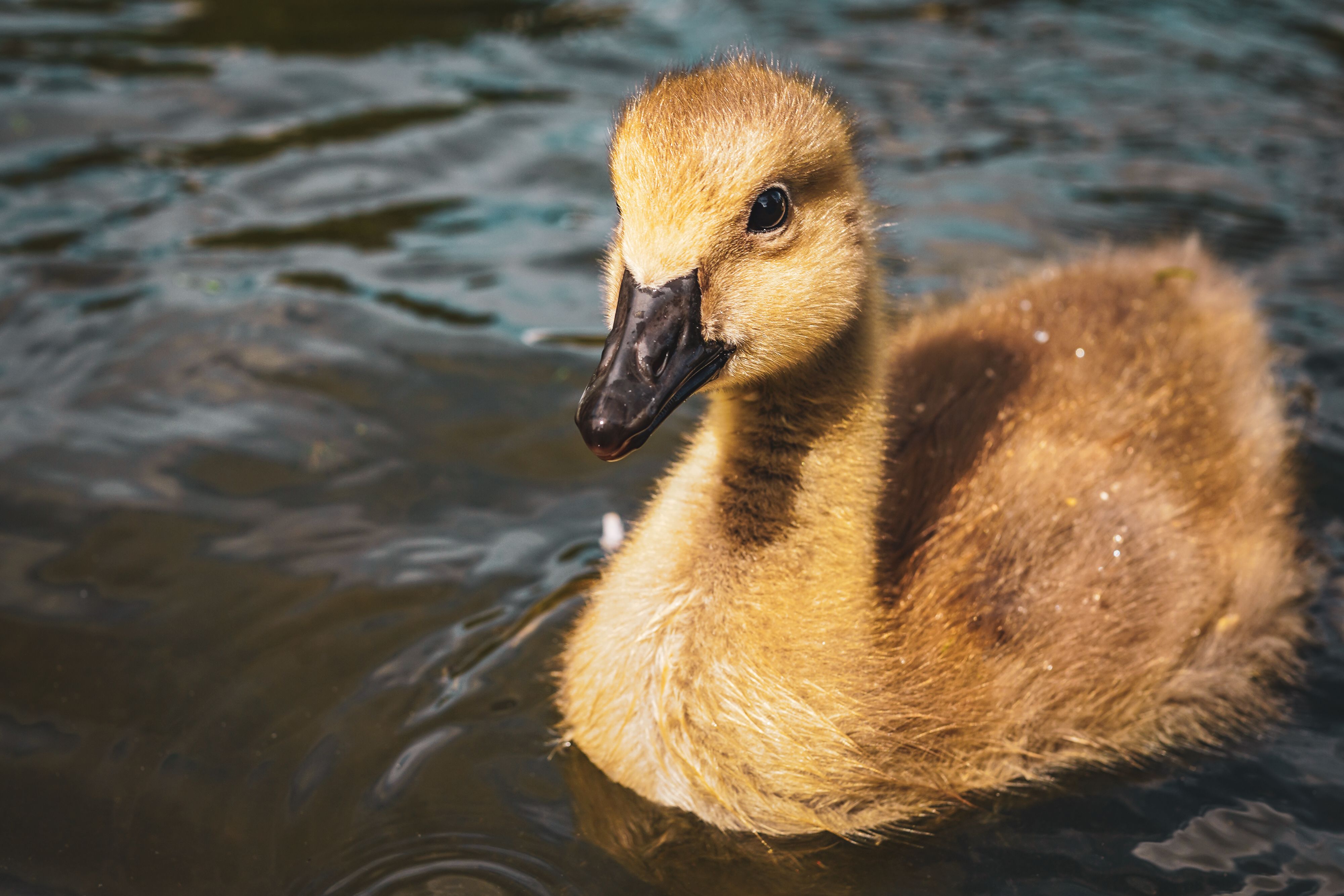 Brown Chick · Free Stock Photo