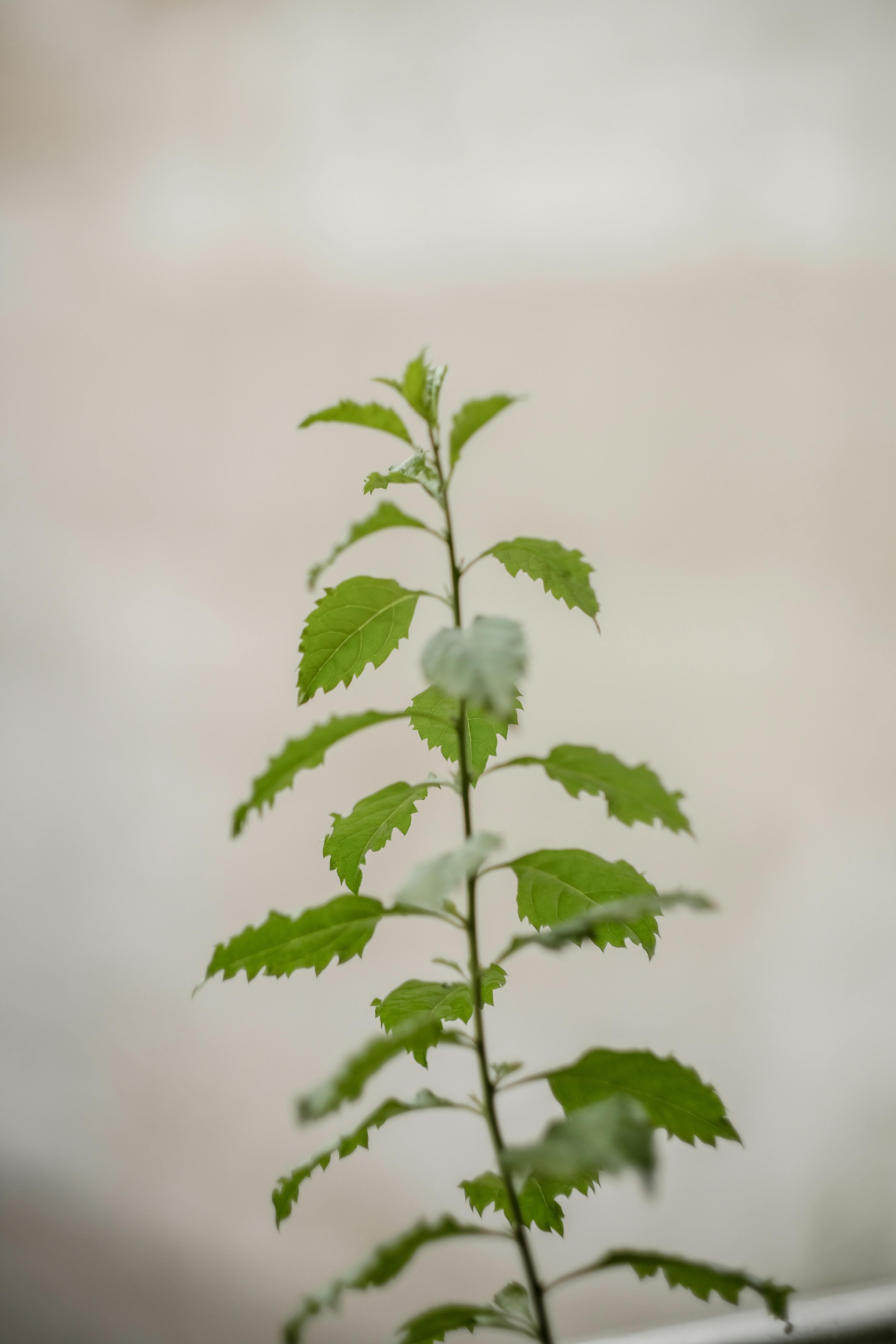 Close-Up Shot of Growing Green Plant · Free Stock Photo