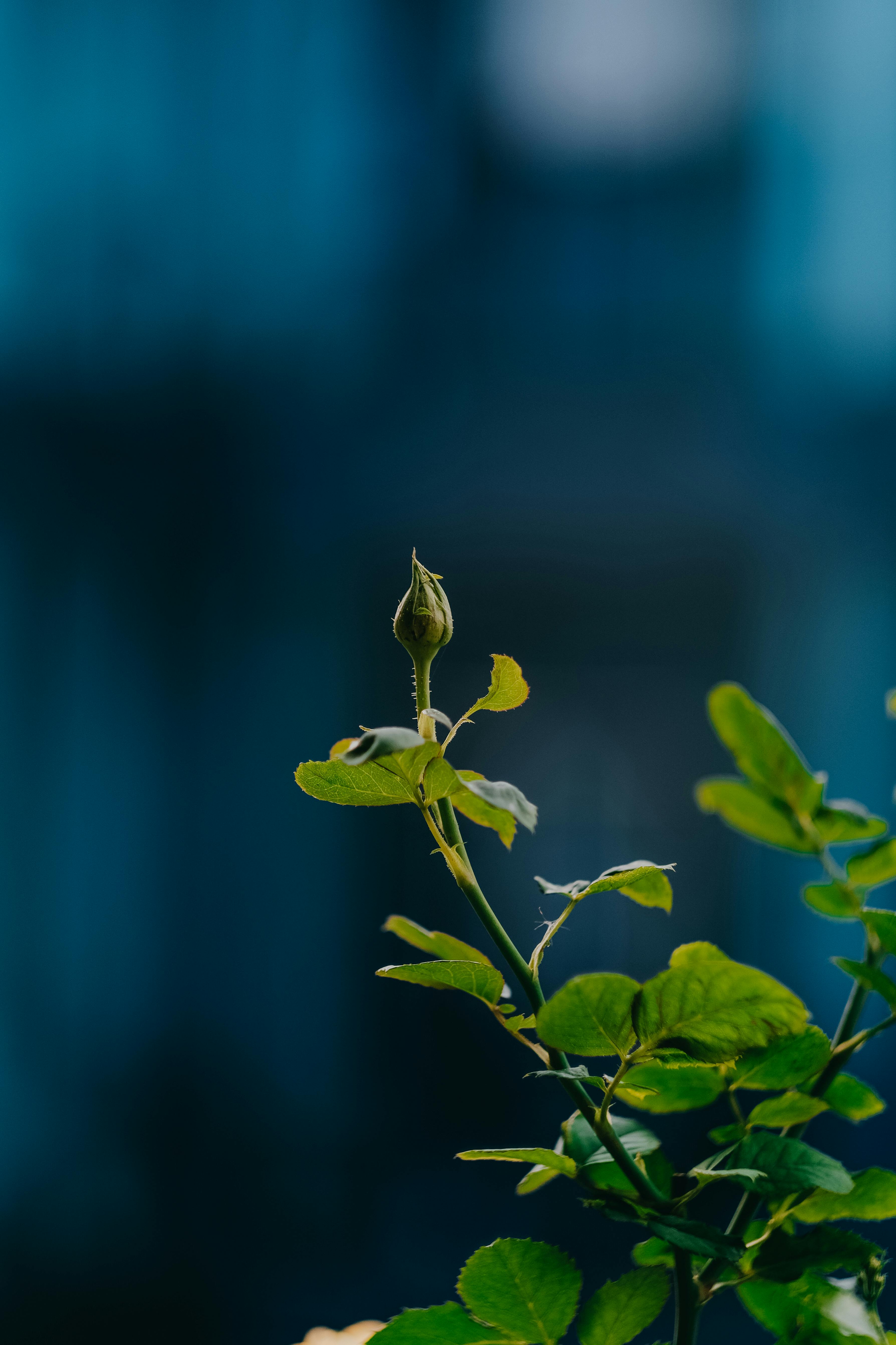 Close-up Photo of Wild Red Flowers · Free Stock Photo