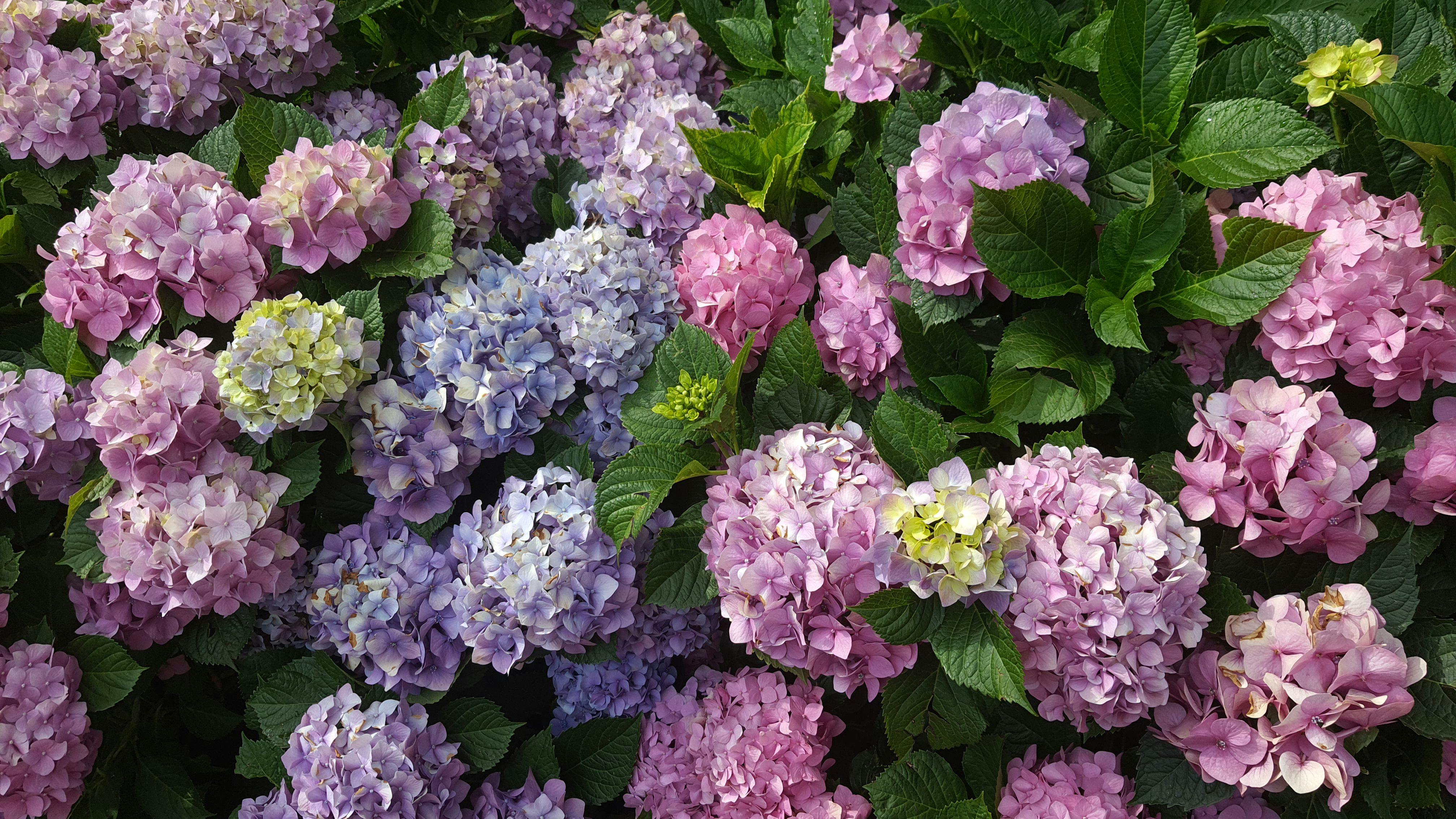 Photo of Hydrangea Flowers · Free Stock Photo