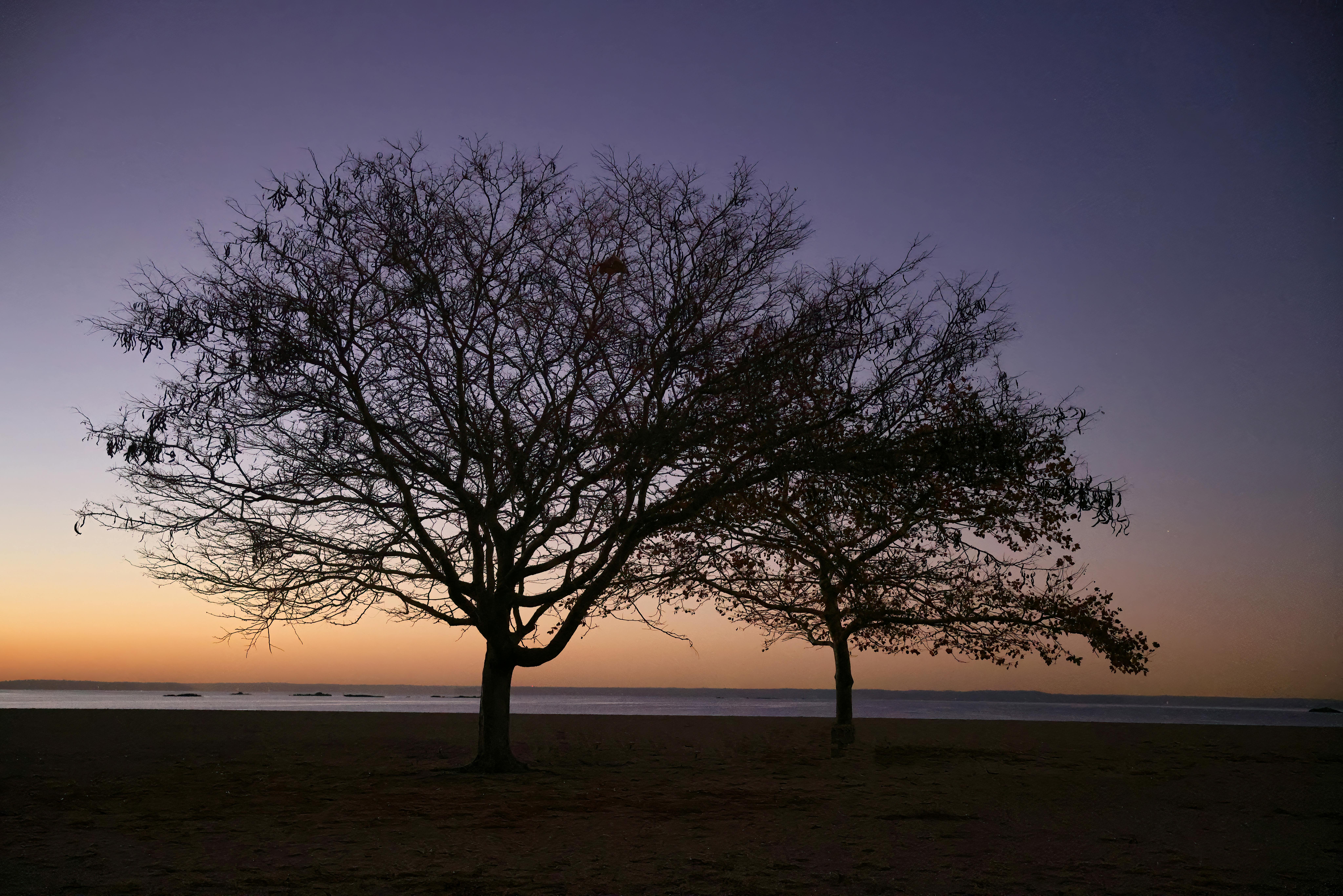 Bare Trees Near the Trees · Free Stock Photo