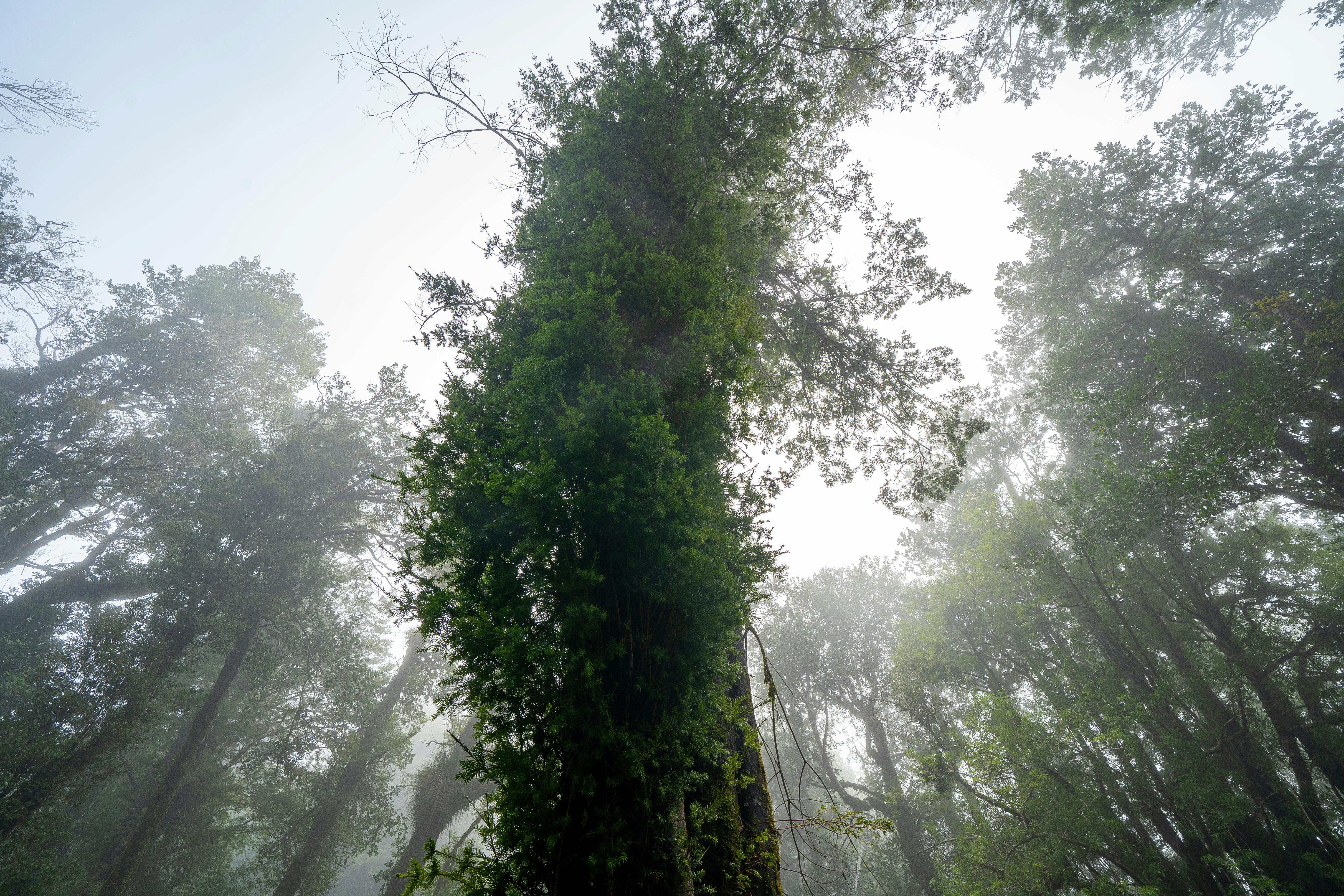 A Low Angle Shot of Green Trees in the Forest · Free Stock Photo