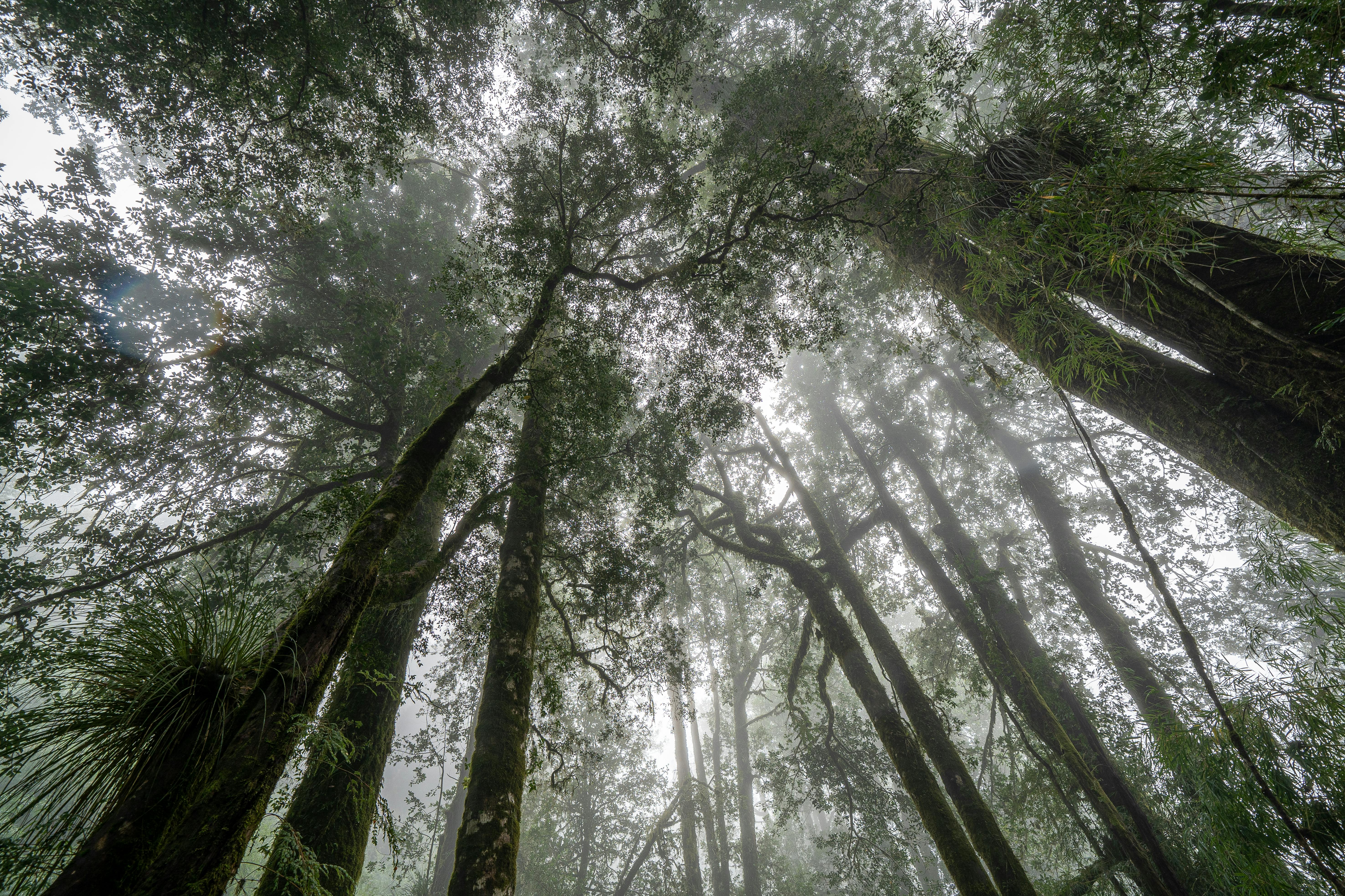 Low Angle Photography of Trees · Free Stock Photo