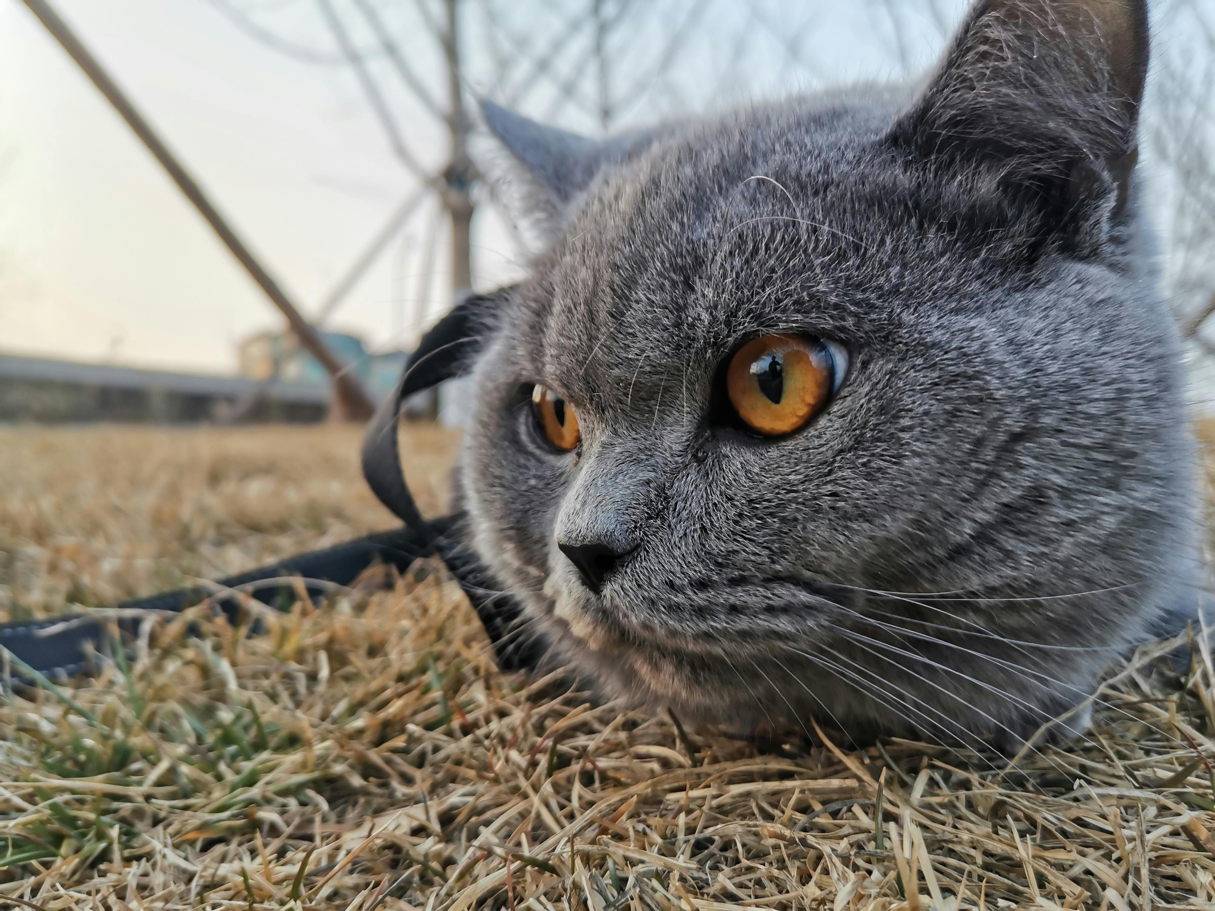 jinquan wang - 사진