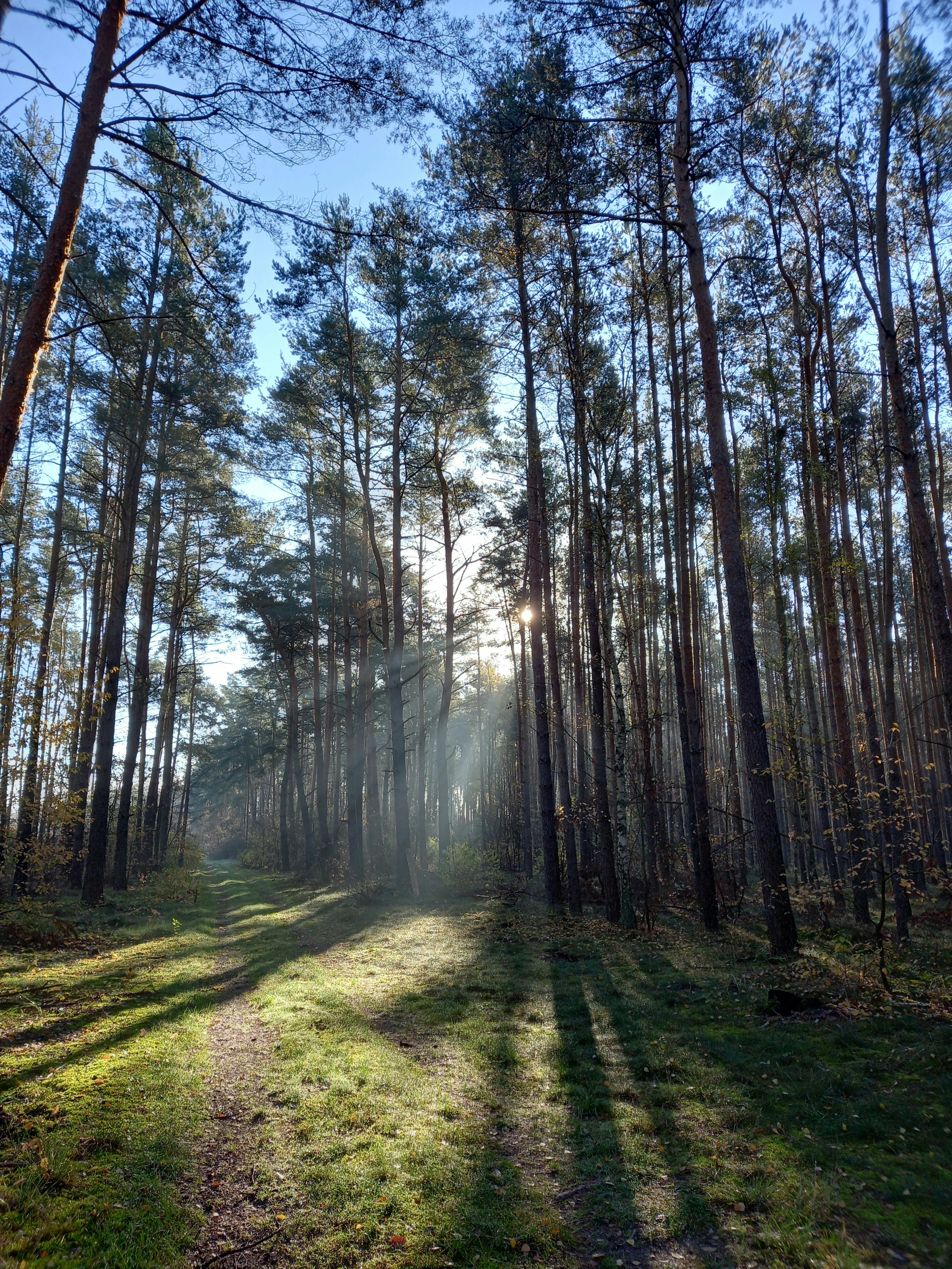 A Green Grass Field with Trees in the Forest · Free Stock Photo