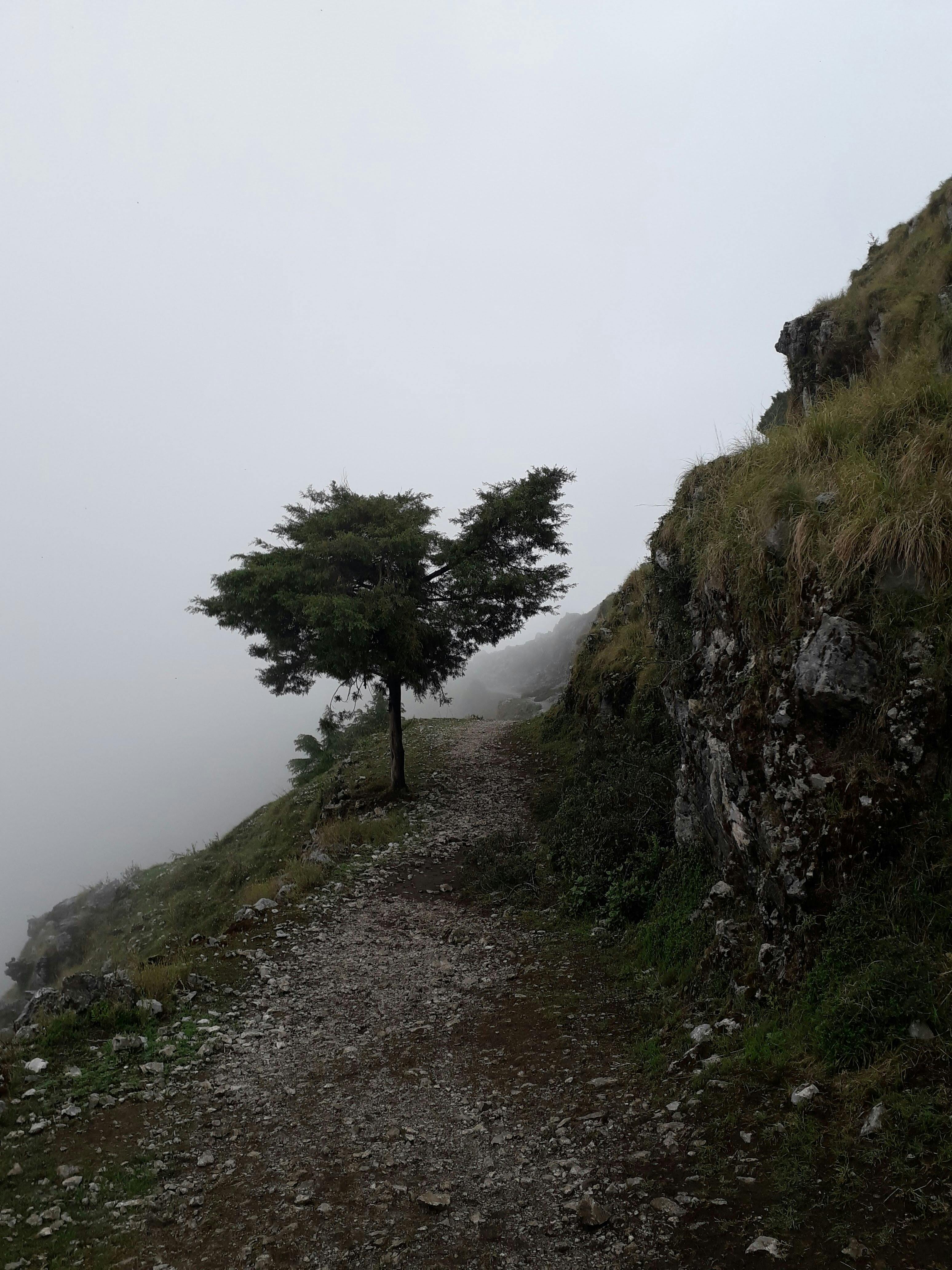 A Green Tree on Mountain Under the White Sky · Free Stock Photo