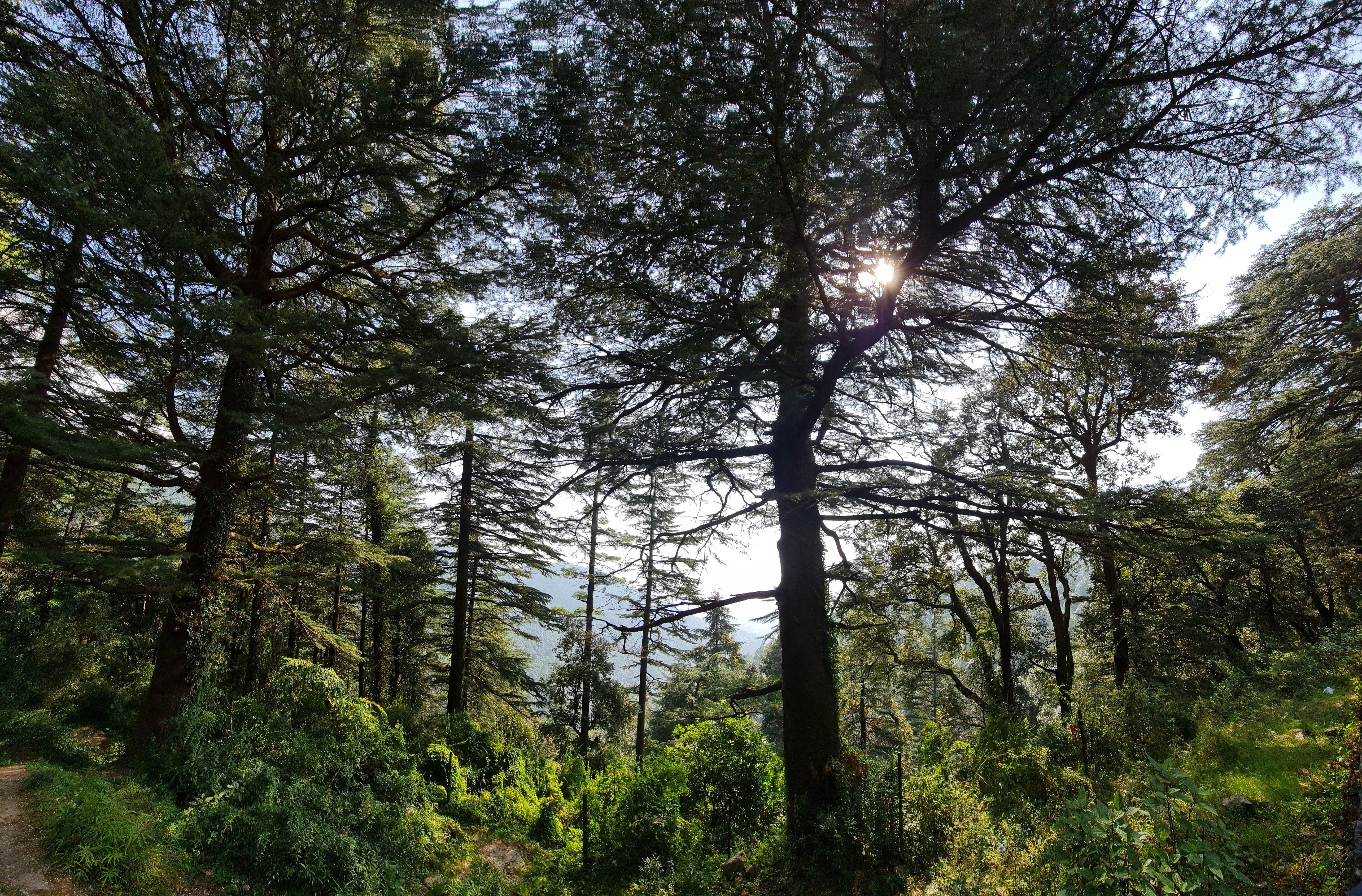 A Green Trees in the Forest · Free Stock Photo