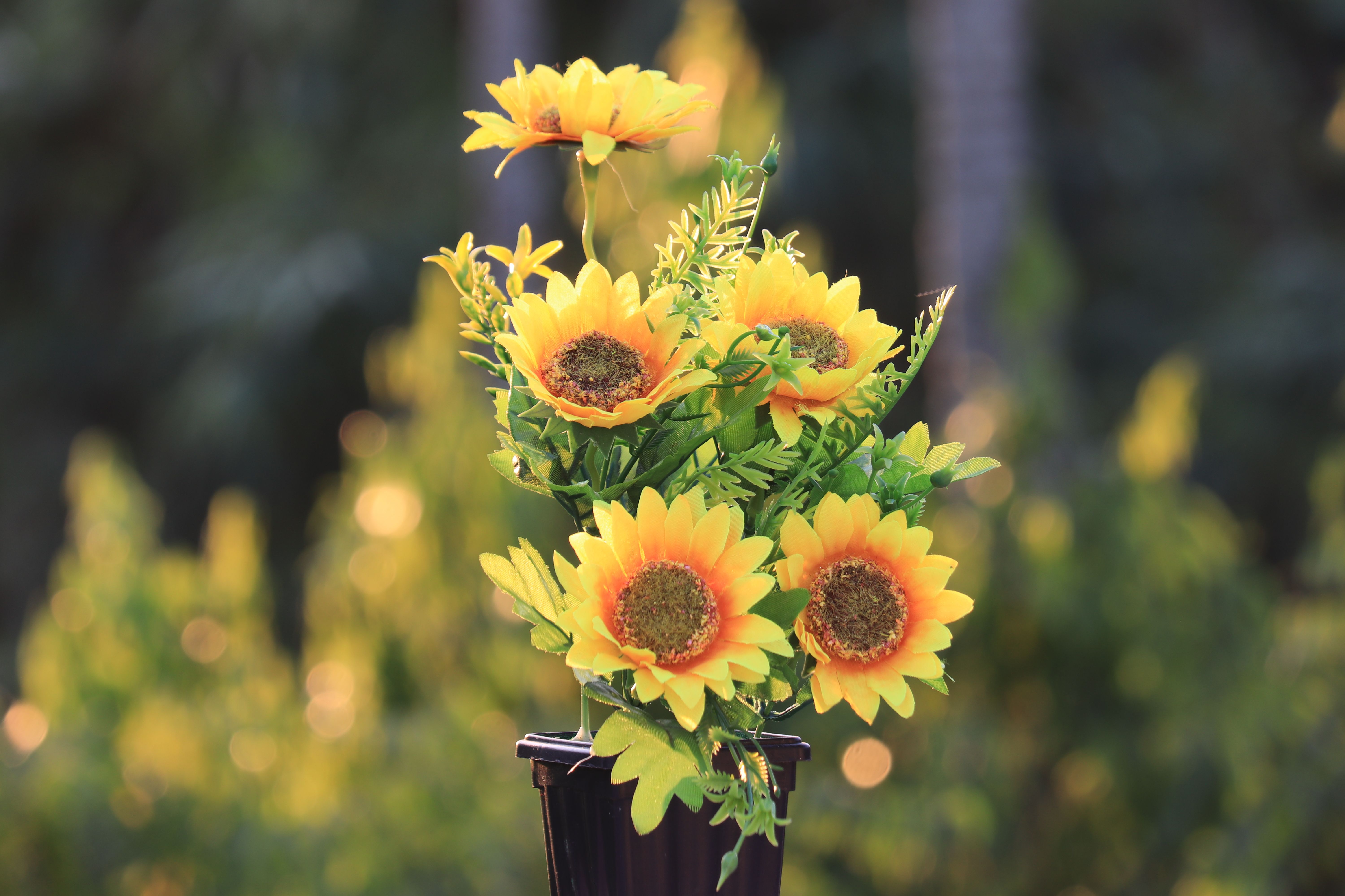 Close up of Sunflowers · Free Stock Photo