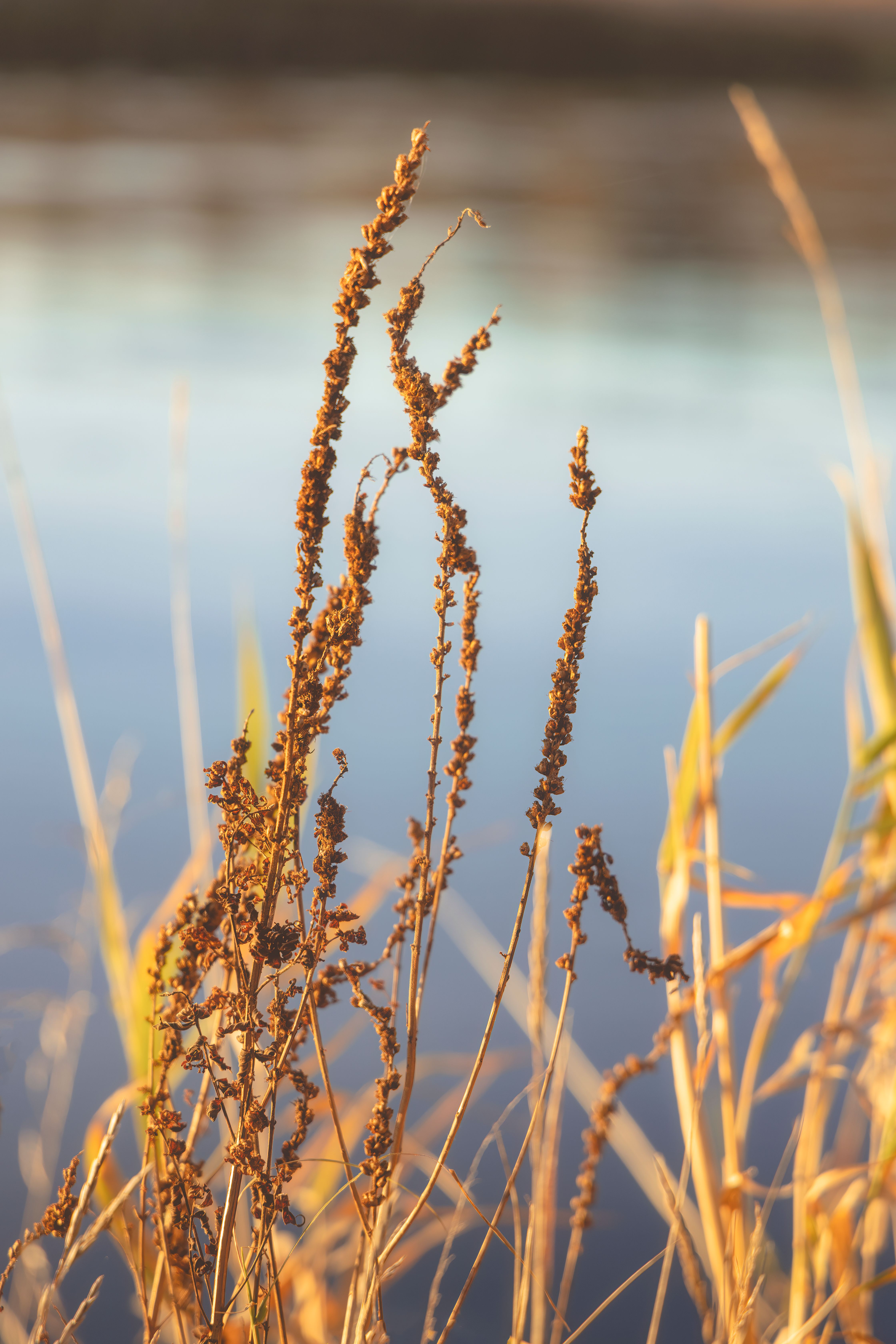 Dry Leaf on a Stem · Free Stock Photo