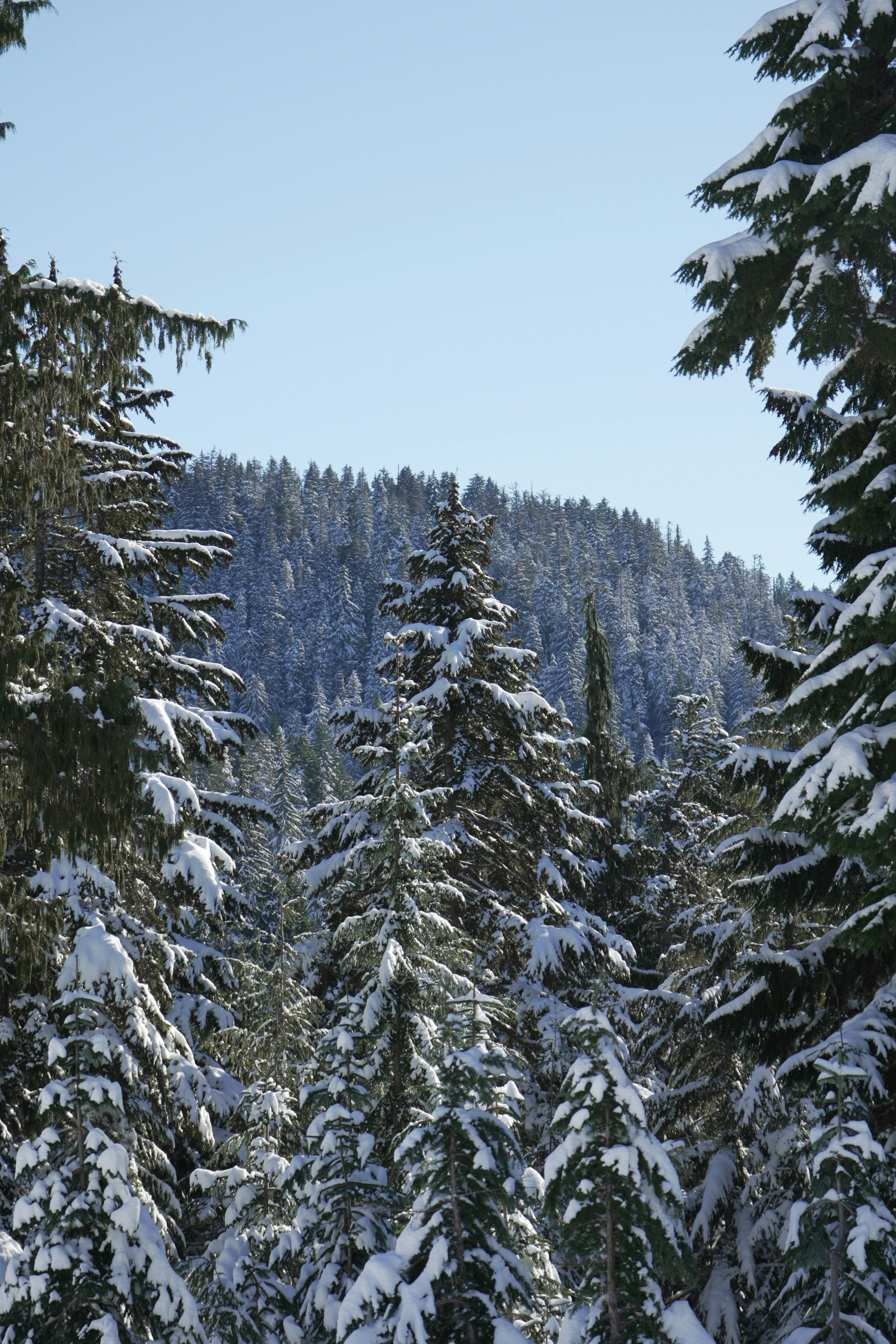 Snow Pines Photos, Download The BEST Free Snow Pines Stock Photos & HD ...
