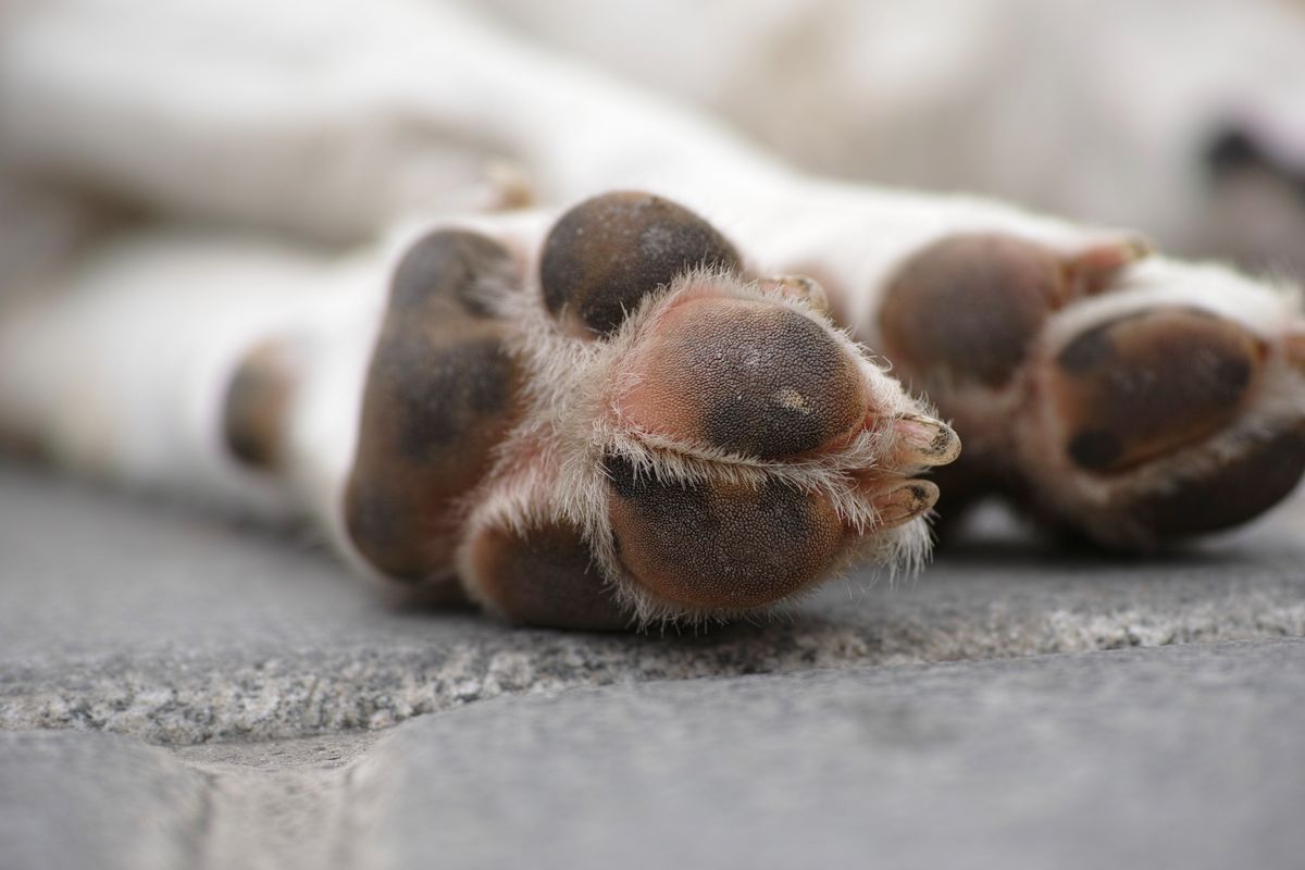 Dog Paws Photos, Download The BEST Free Dog Paws Stock Photos & HD Images