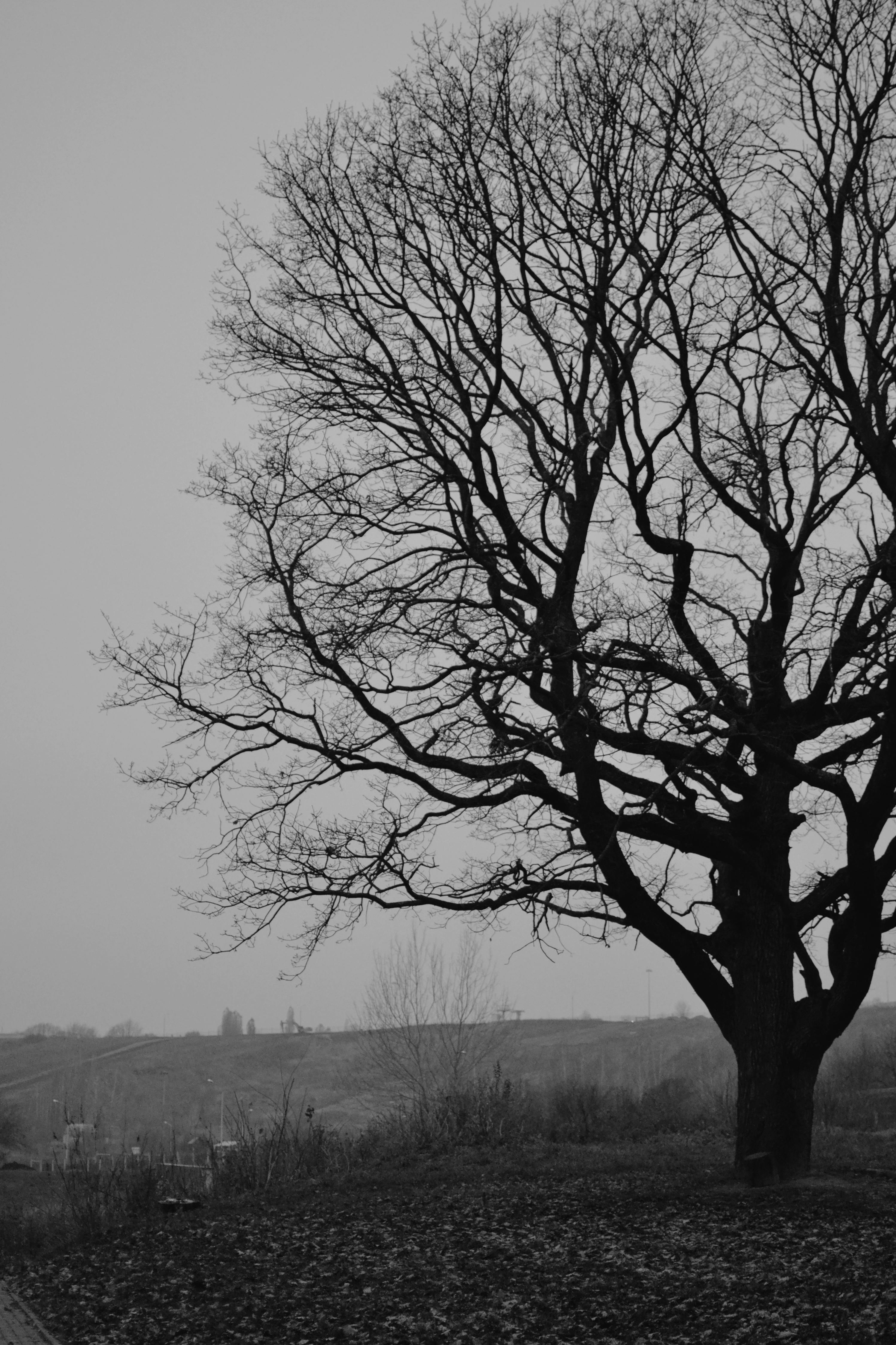 Grayscale Photo of Leafless Trees at Night · Free Stock Photo