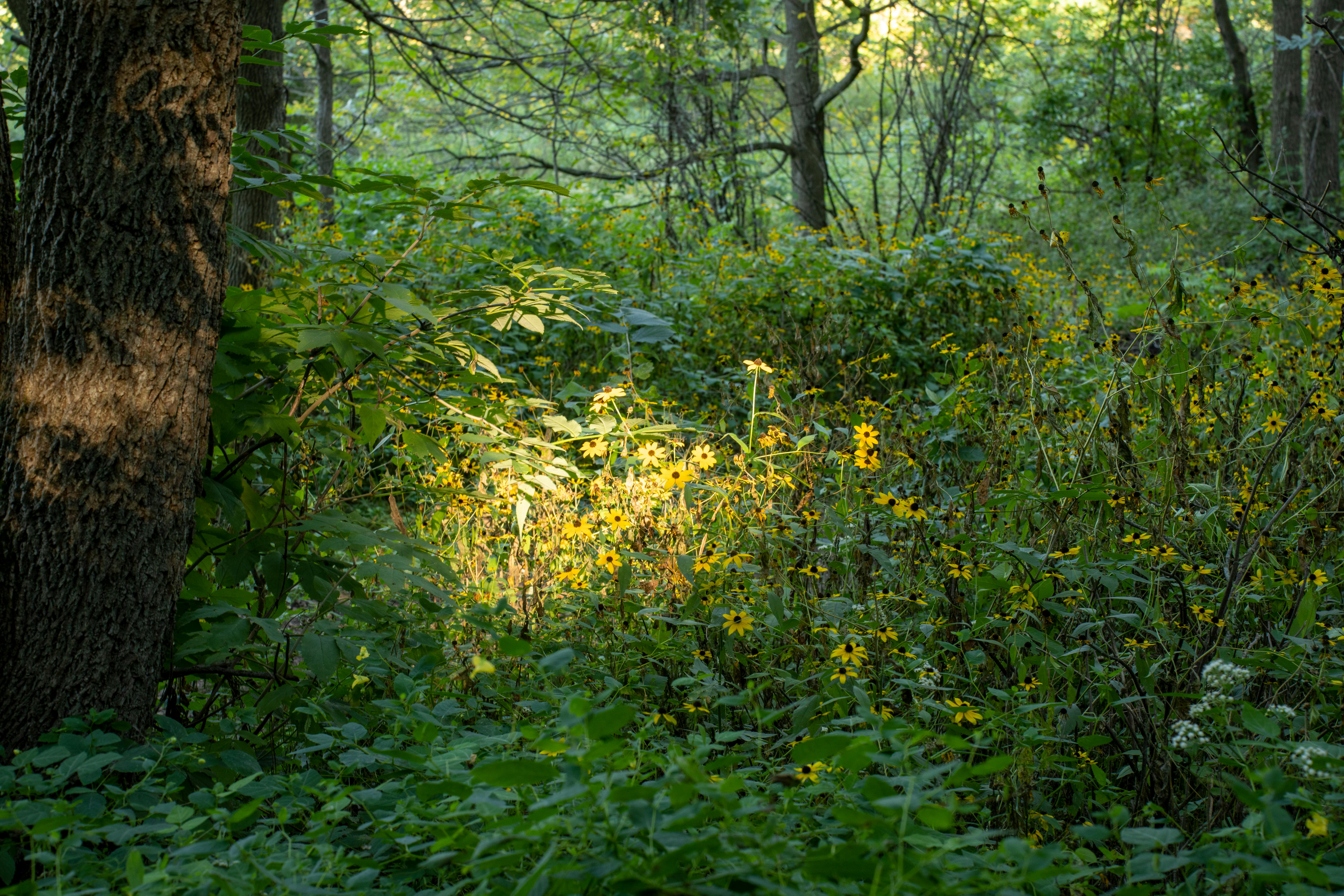 Green Plants and Trees · Free Stock Photo