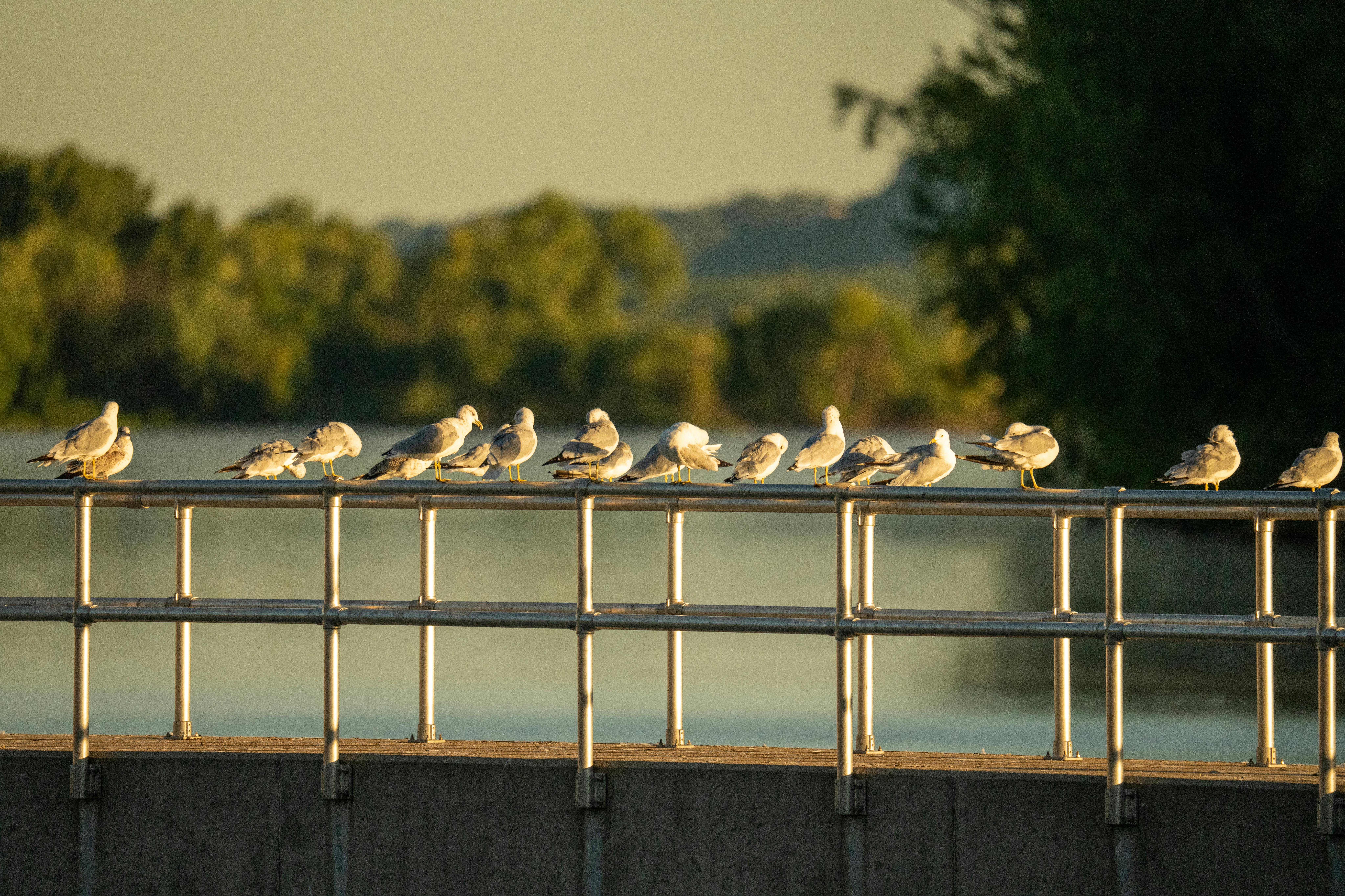 Birds Perched on the Railings · Free Stock Photo