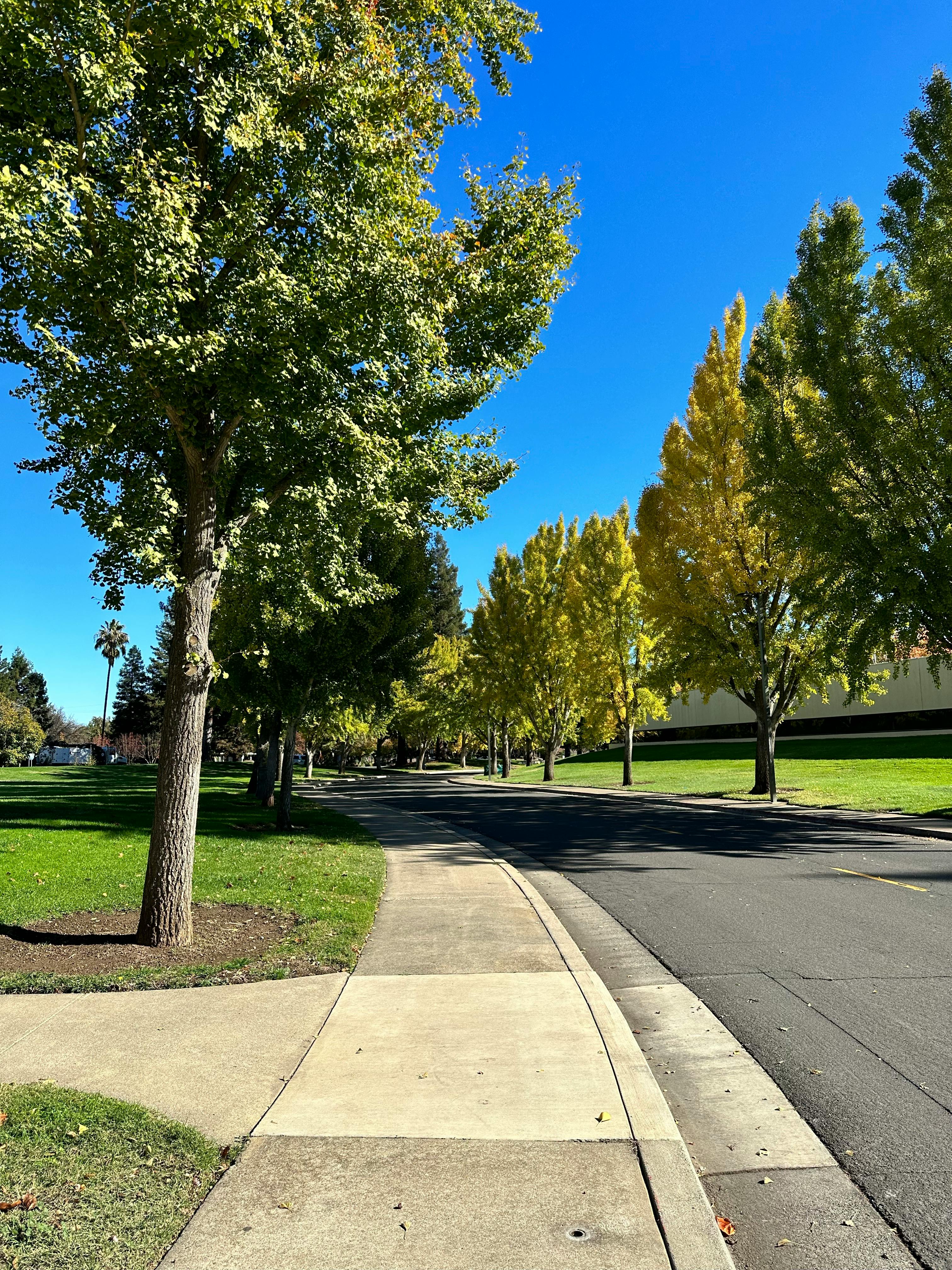 A Concrete Road Between Green Trees · Free Stock Photo