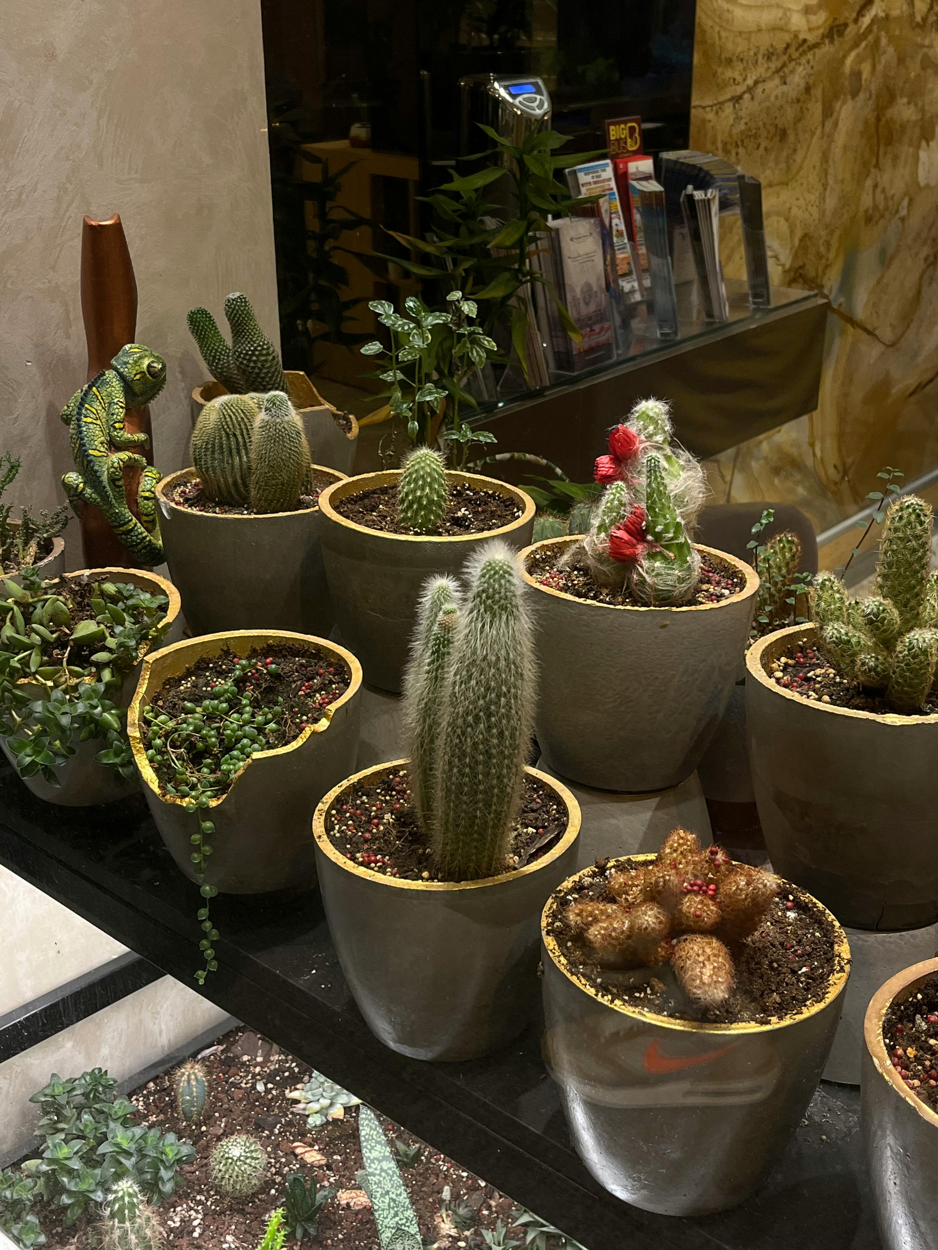 Cactus And Hummingbirds Photos, Download The BEST Free Cactus And ...