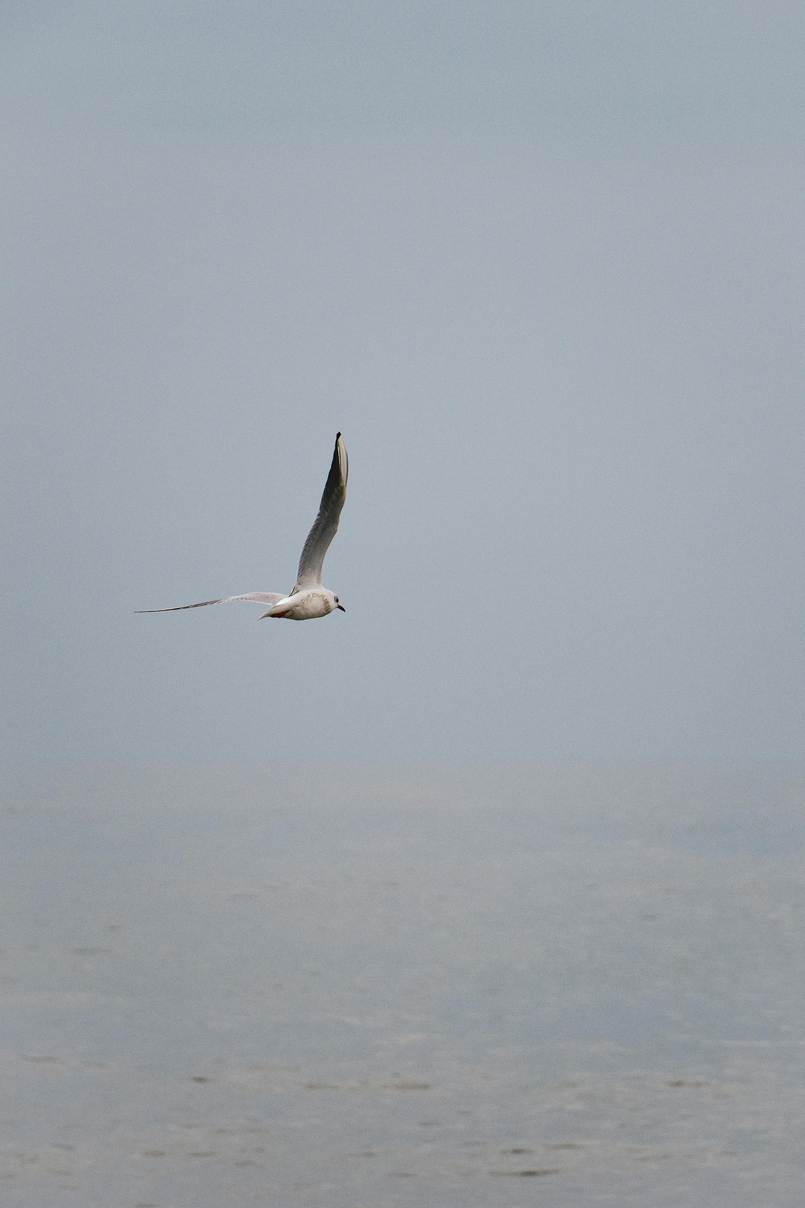 White Bird Flying · Free Stock Photo