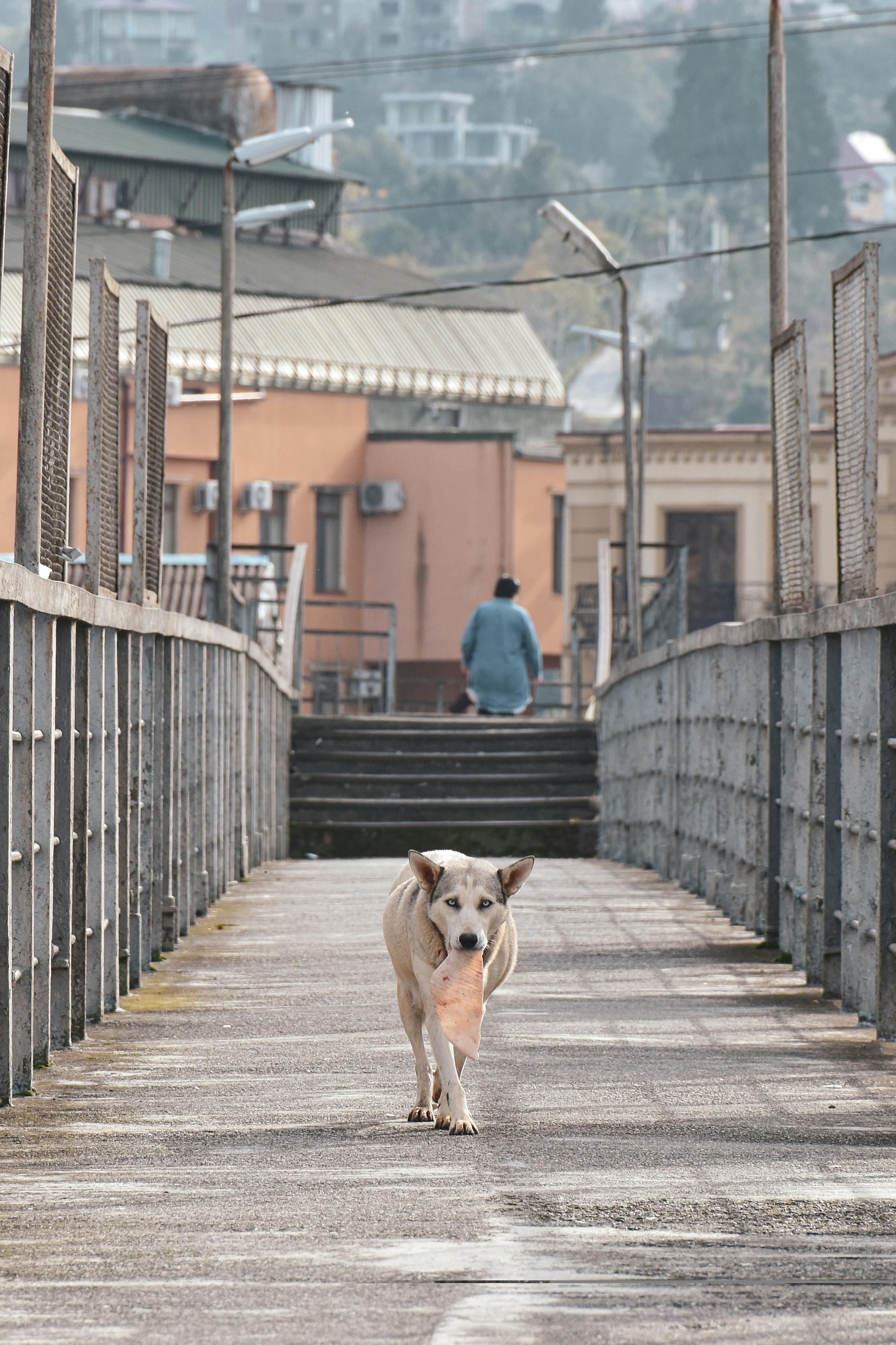 Dog Walking on a Wooden Bridge · Free Stock Photo