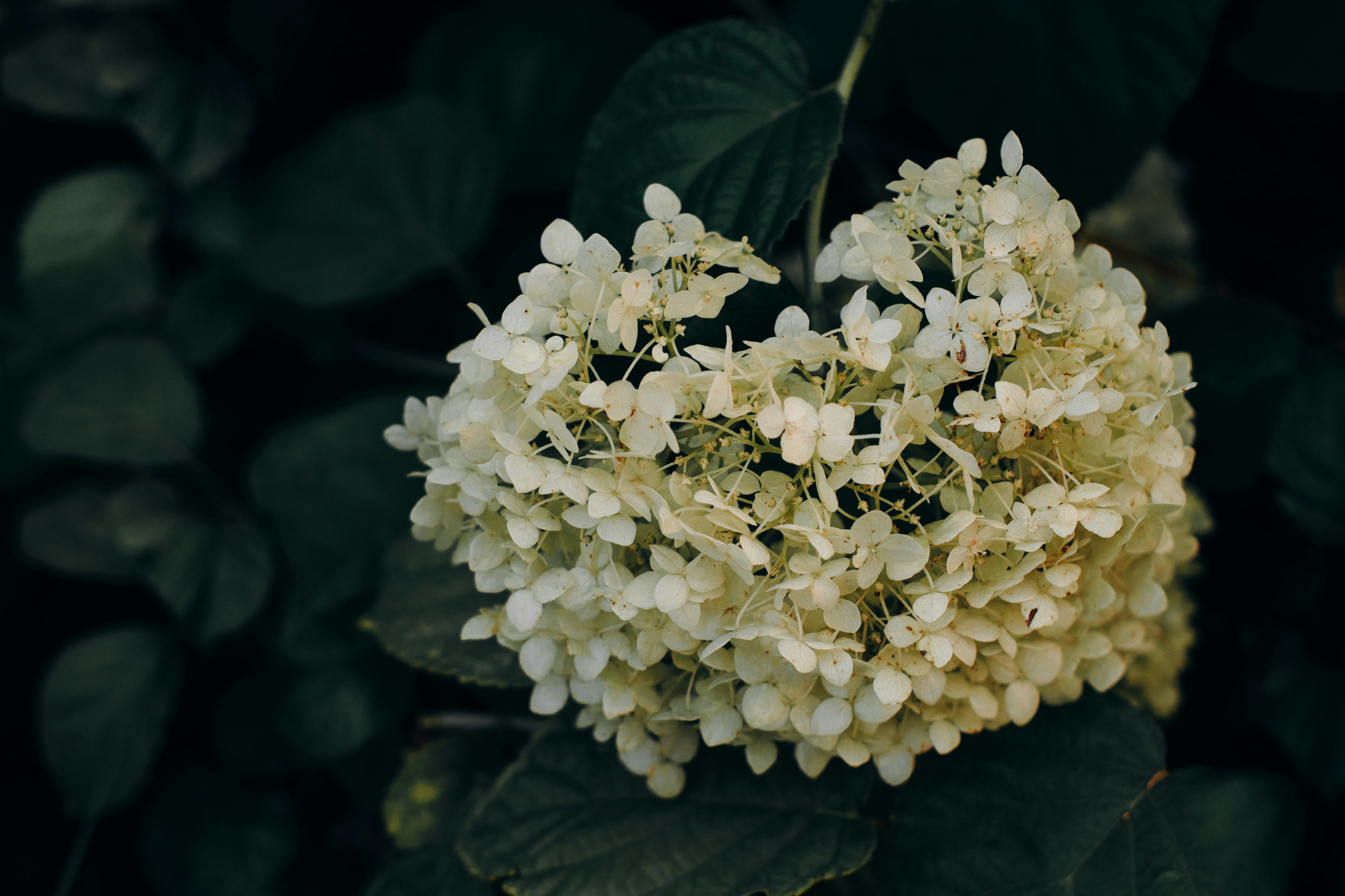Close-up Photo of White Petaled Cluster Flower · Free Stock Photo