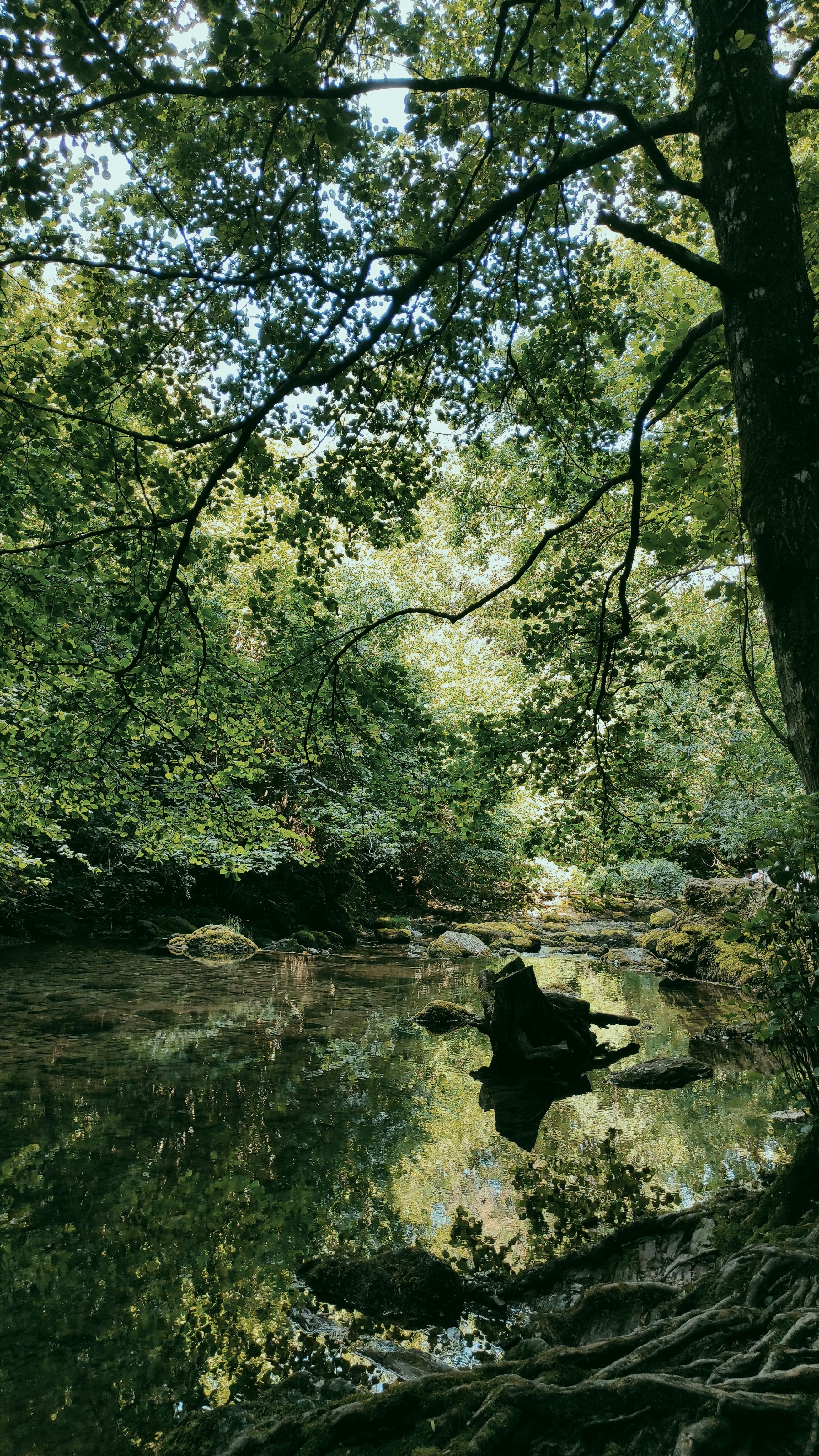 Green Trees Near Creek in the Forest · Free Stock Photo