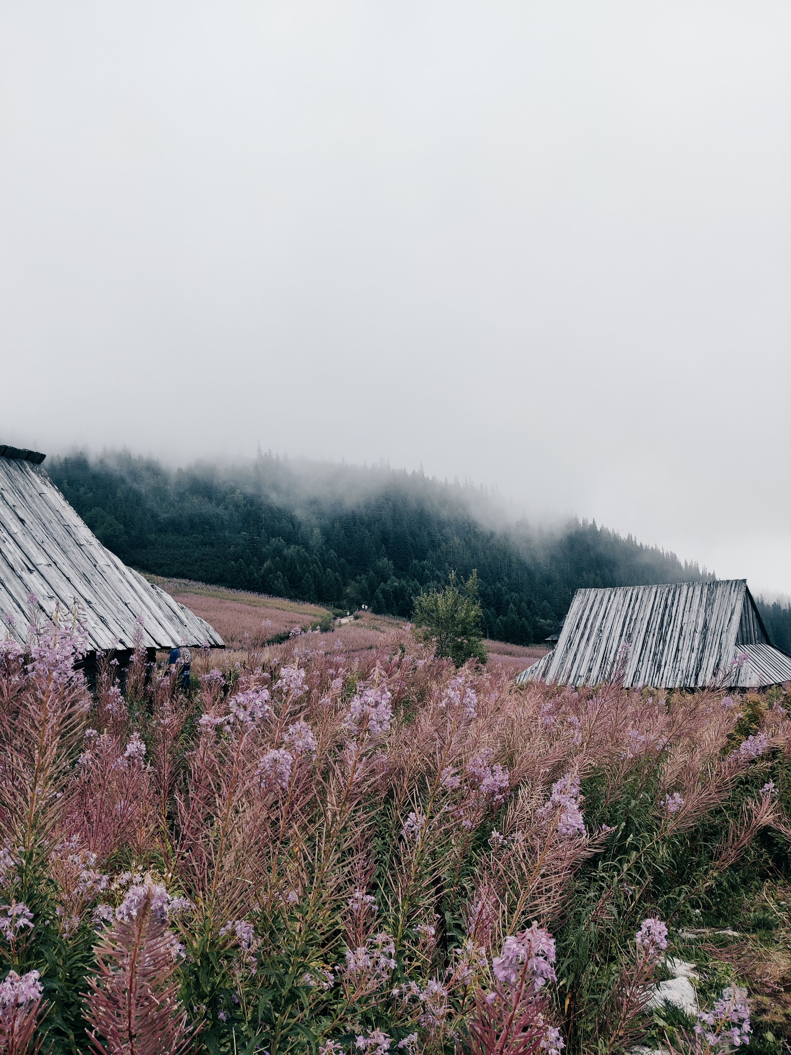 Wooden Sheds on Flower Field · Free Stock Photo