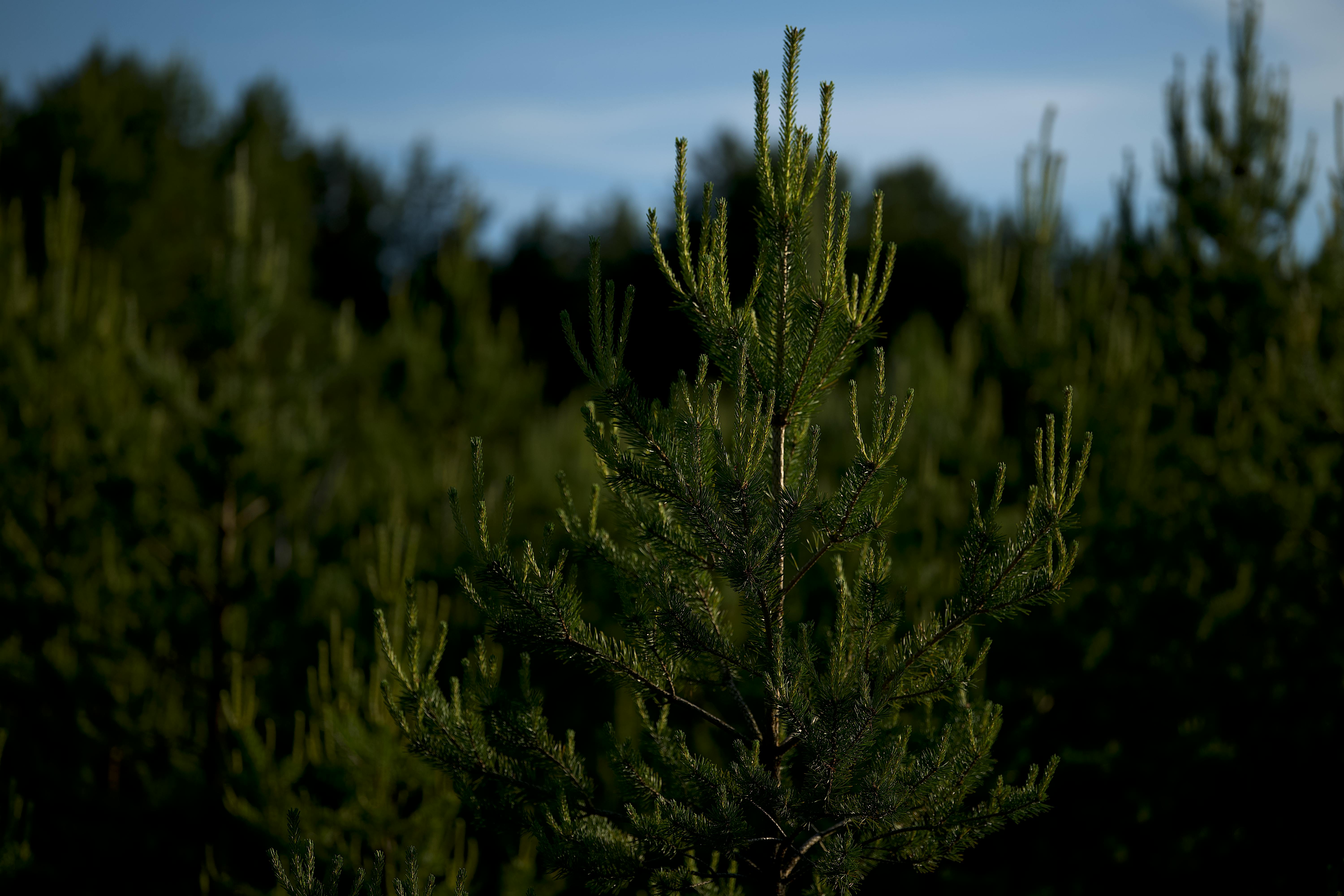 Green, Evergreen Tree · Free Stock Photo