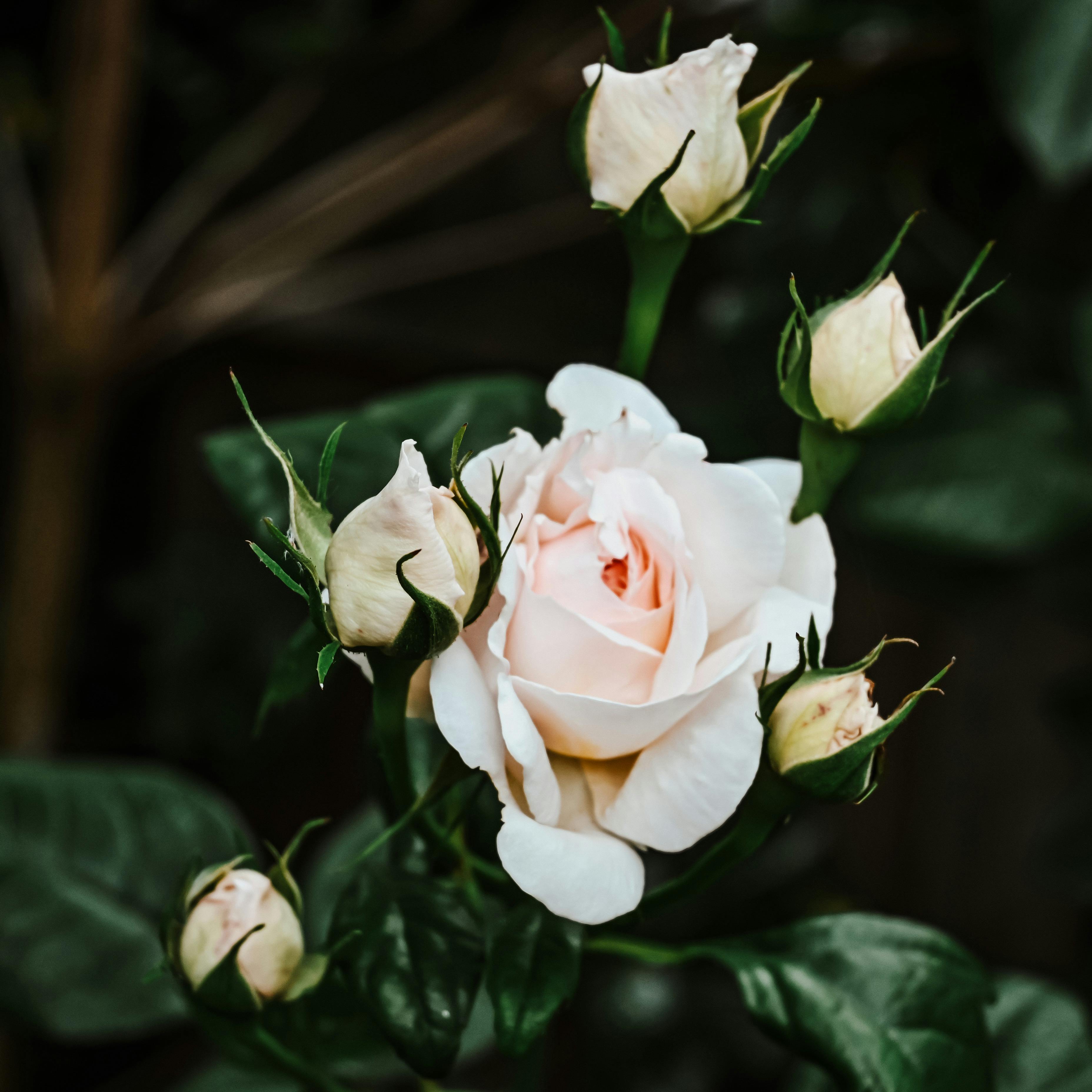Photograph of Roses in Bloom · Free Stock Photo