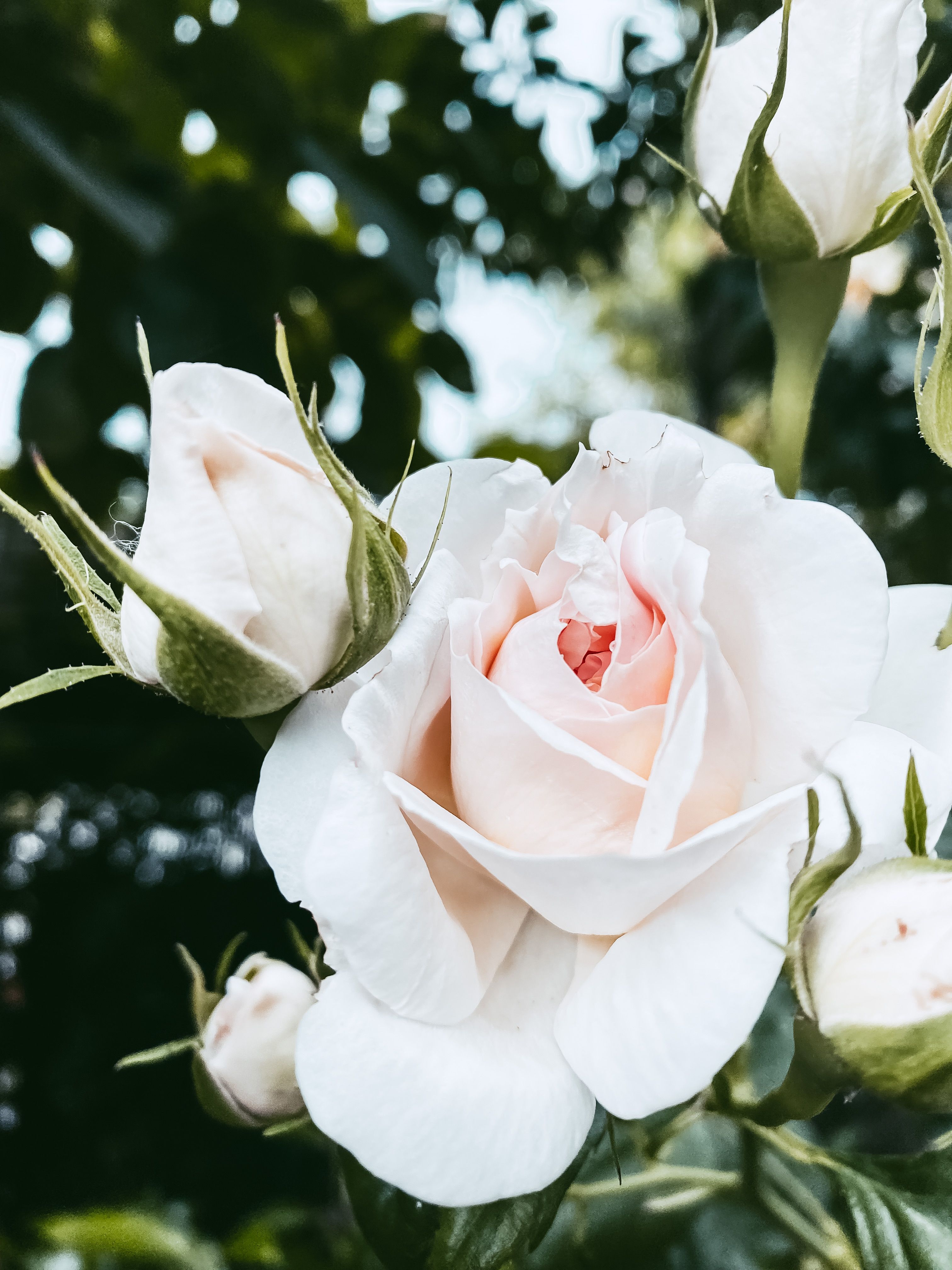 Close-up of Roses Growing in Garden · Free Stock Photo