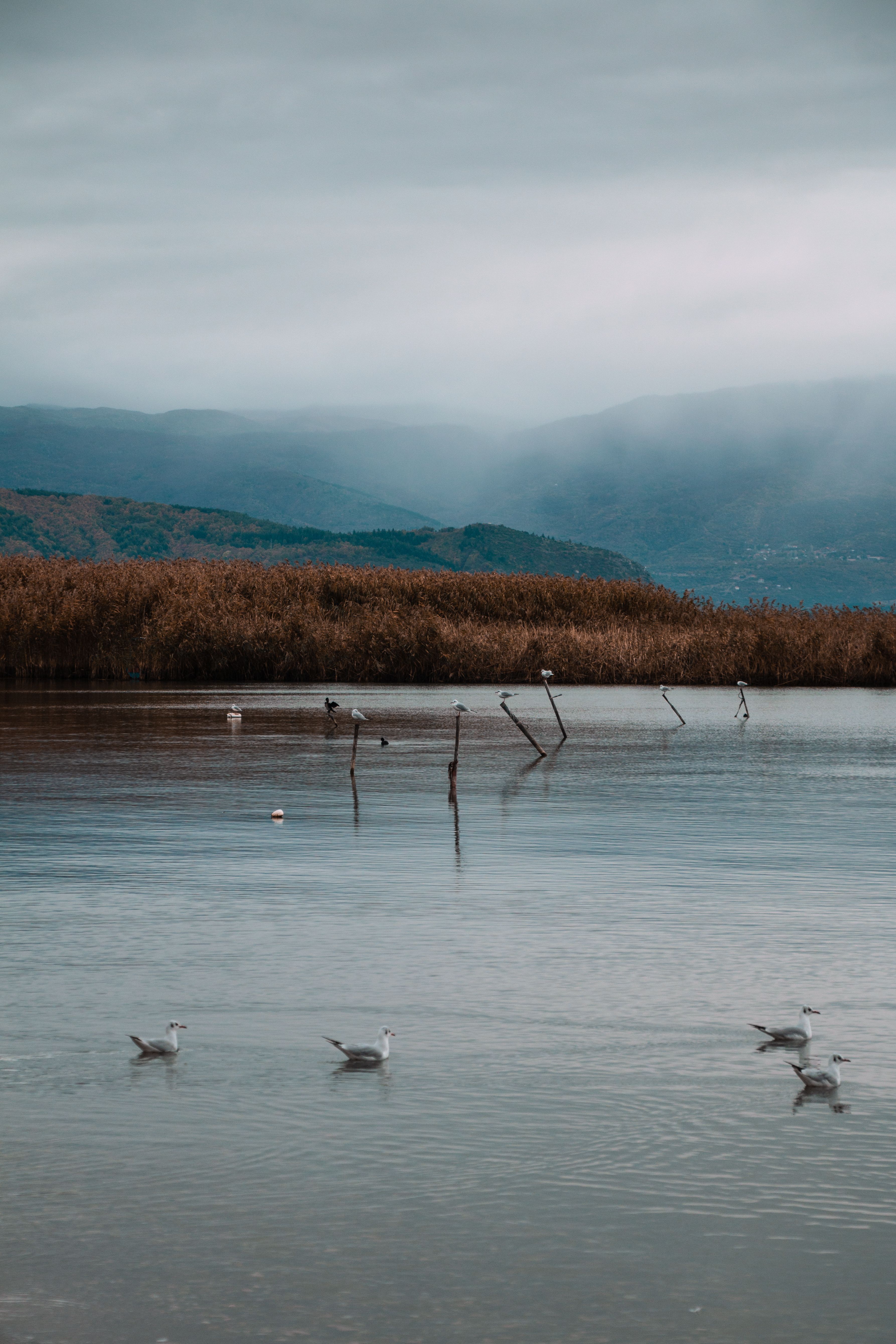 Birds on Water · Free Stock Photo