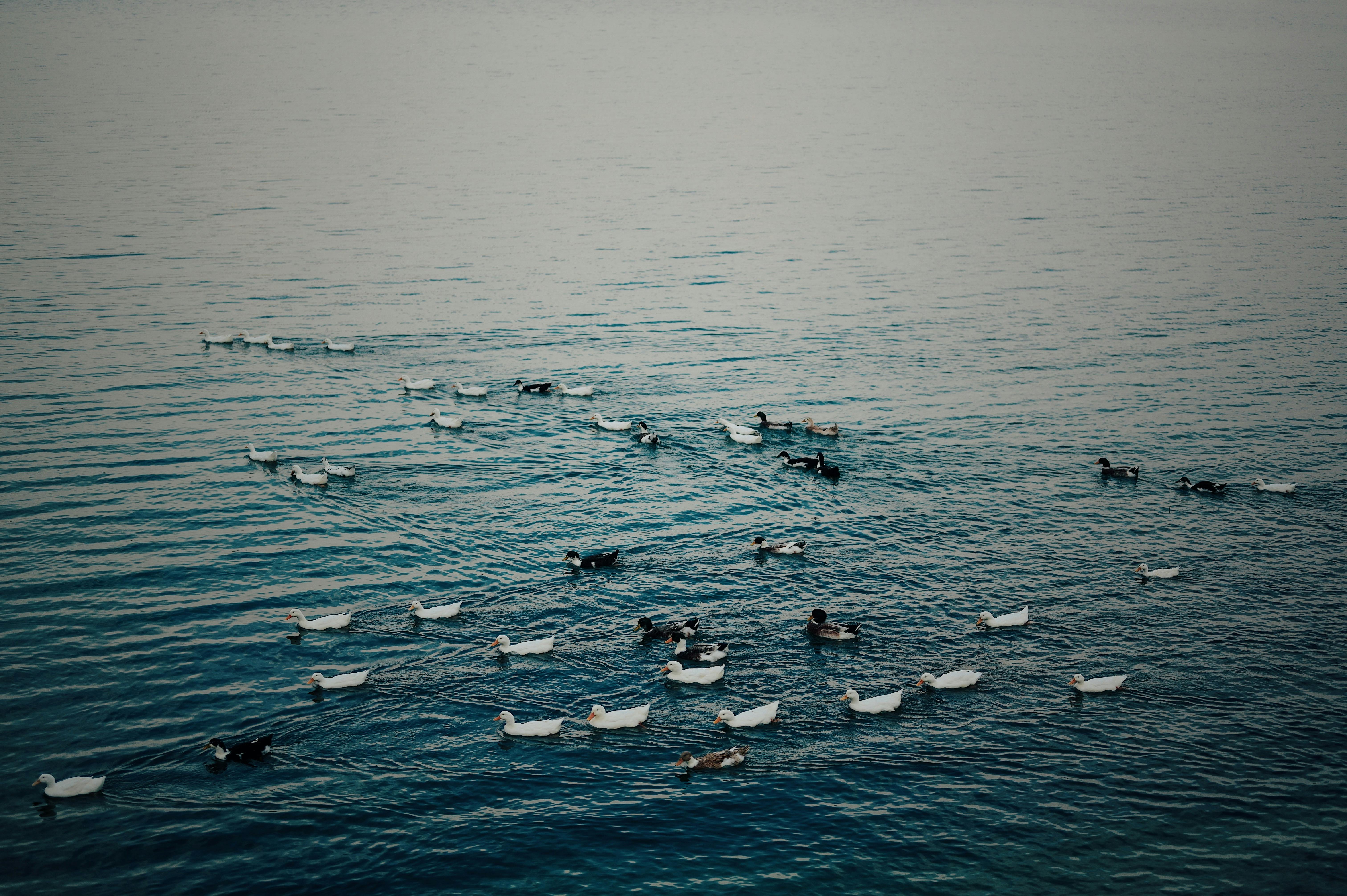 Waddling of Ducks Floating on the Lake · Free Stock Photo