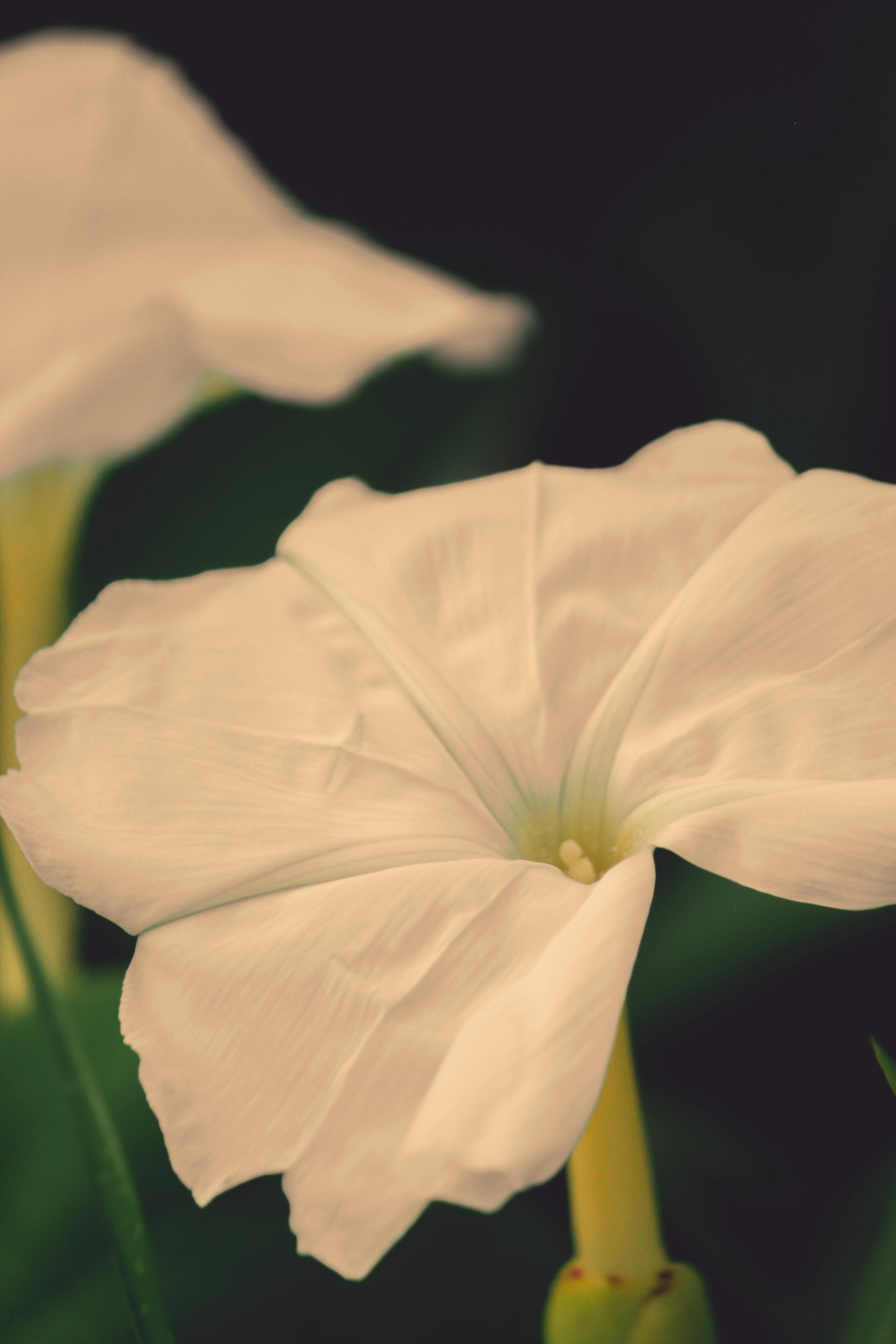 Romdu Flower Photos, Download The BEST Free Romdu Flower Stock Photos ...