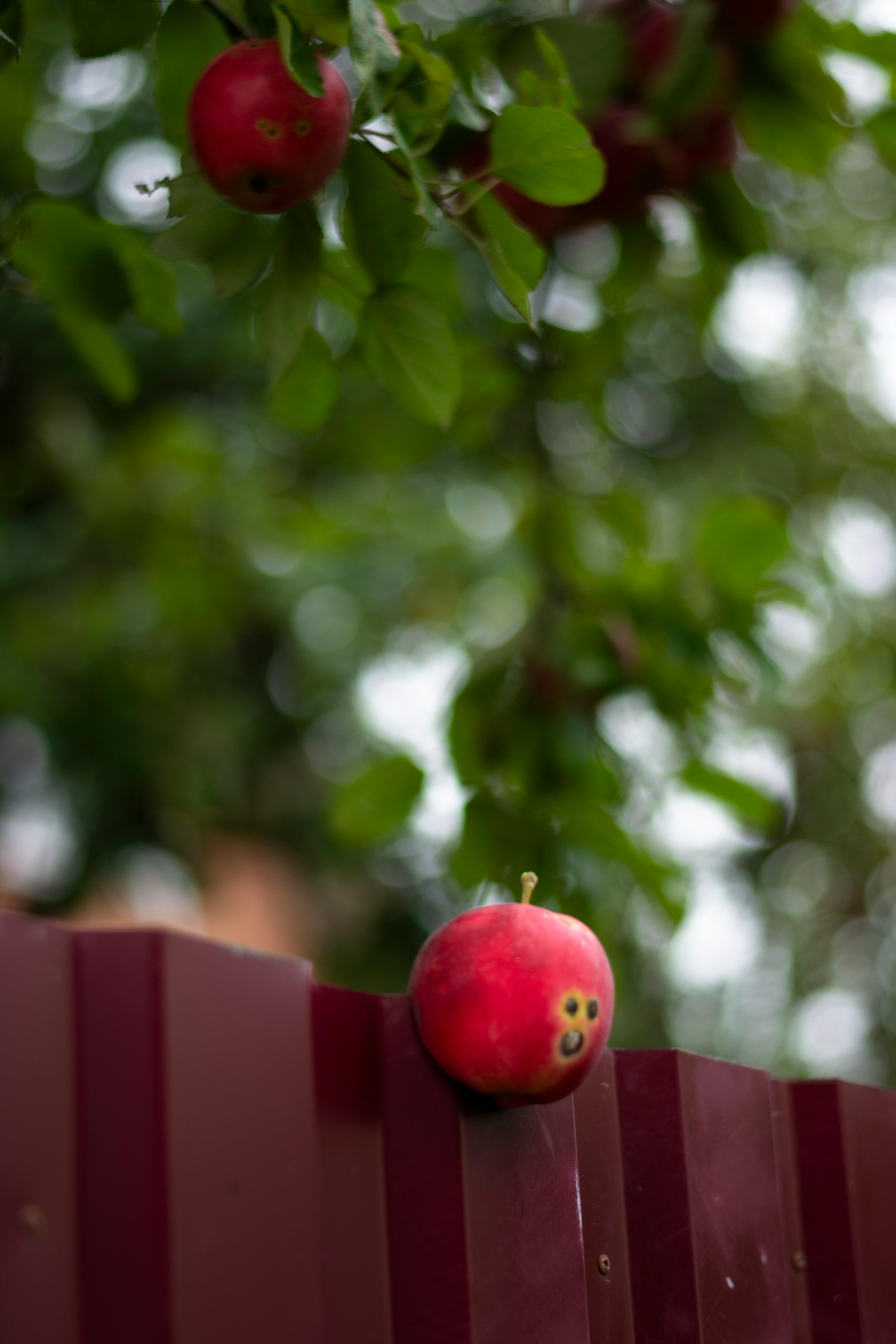 Apple University Photos, Download The BEST Free Apple University Stock ...