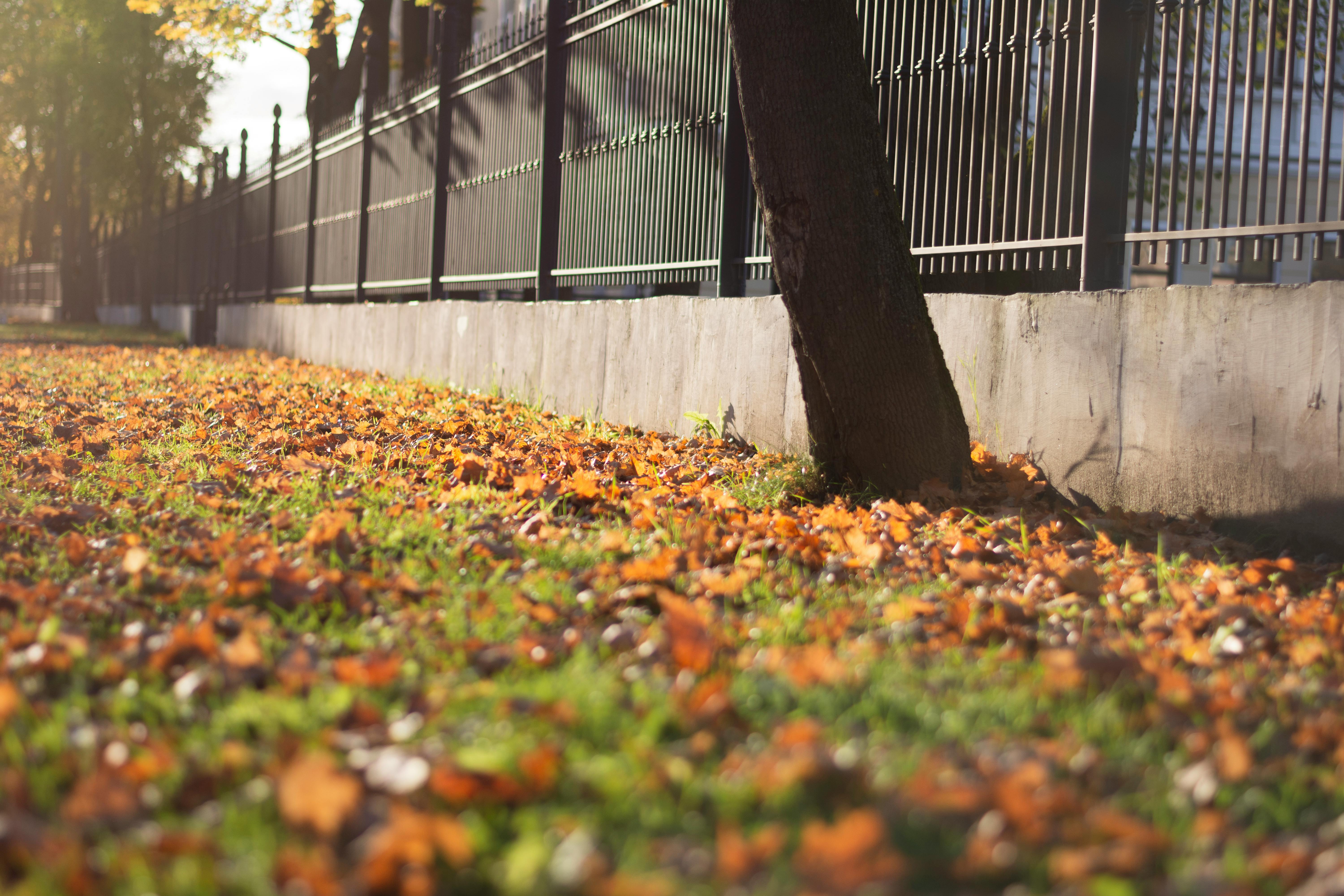 Leaves on Ground · Free Stock Photo