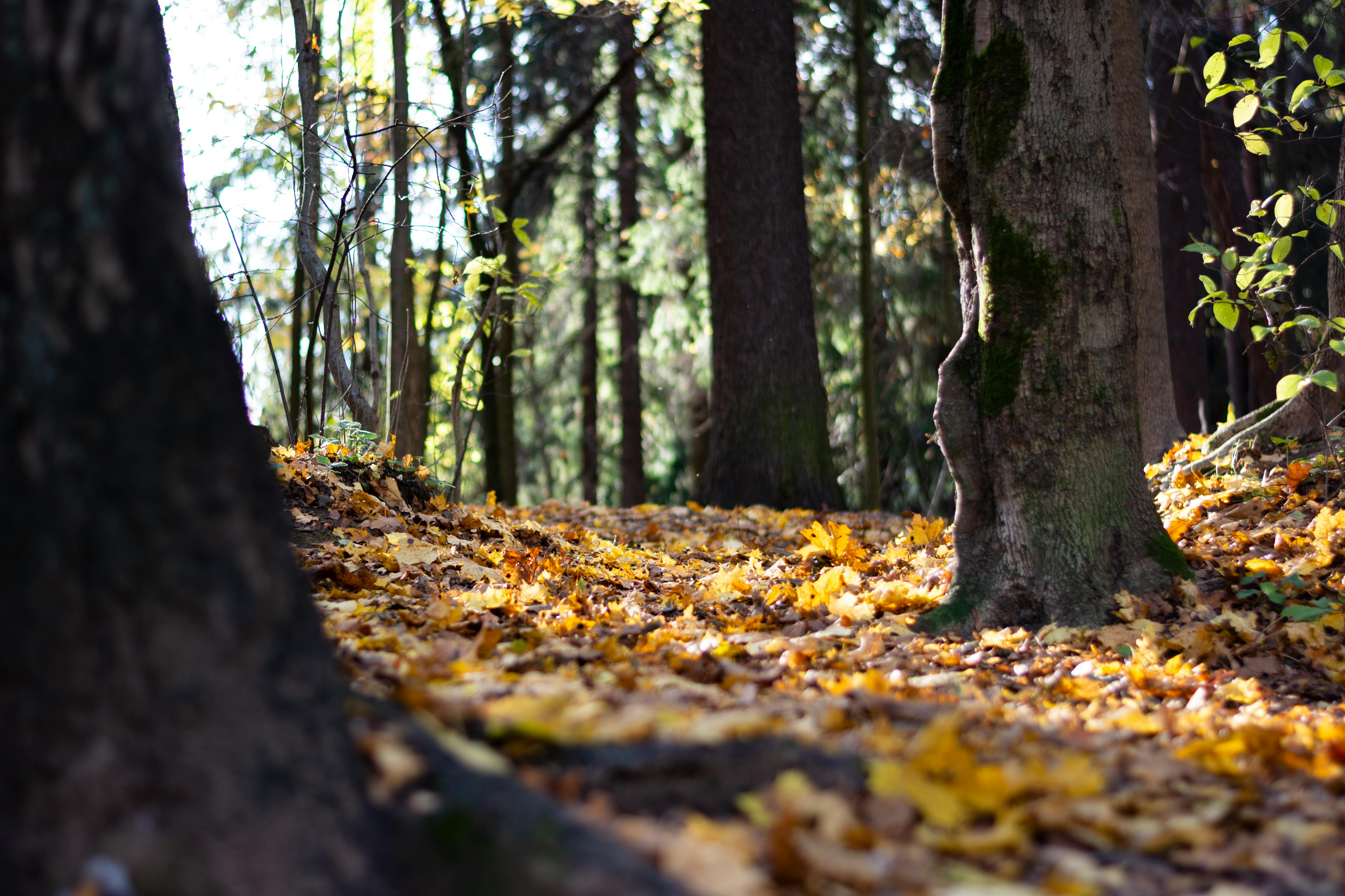 Foto de stock gratuita sobre arboles, bosque, caído, hojas, luz del sol ...