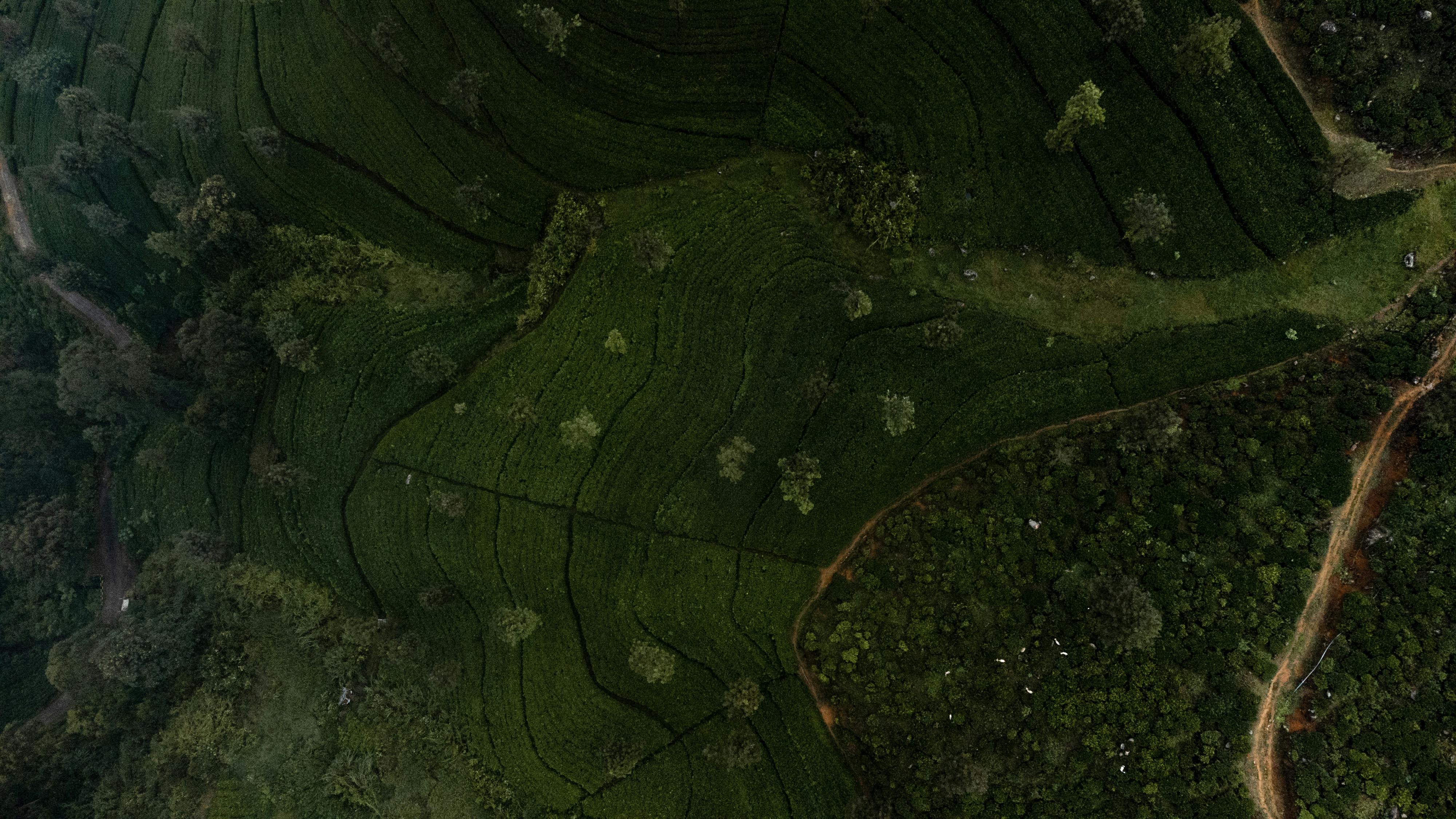 Birds Eye View of Green Field · Free Stock Photo