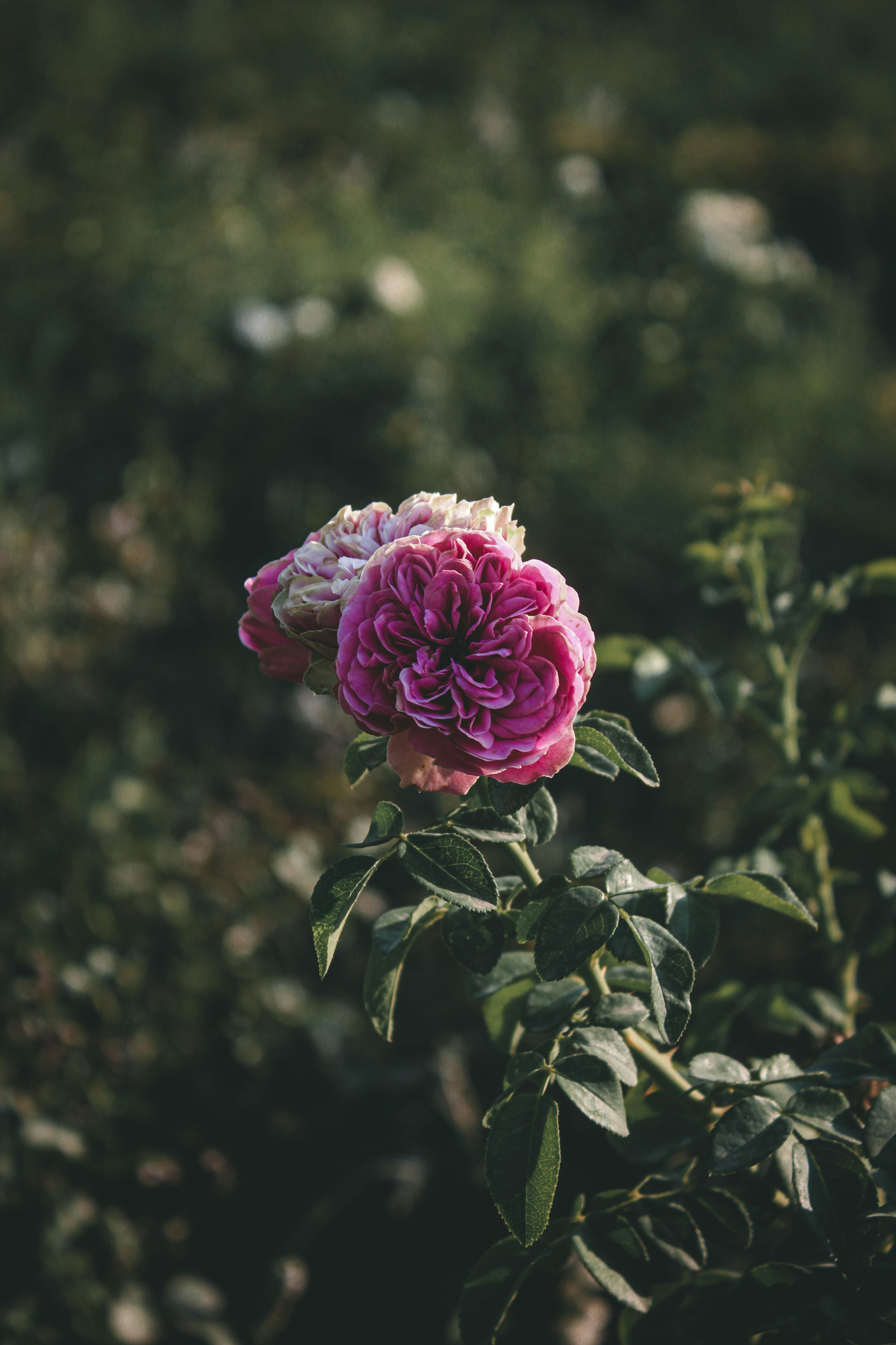 Flower Bail Photos, Download The BEST Free Flower Bail Stock Photos ...