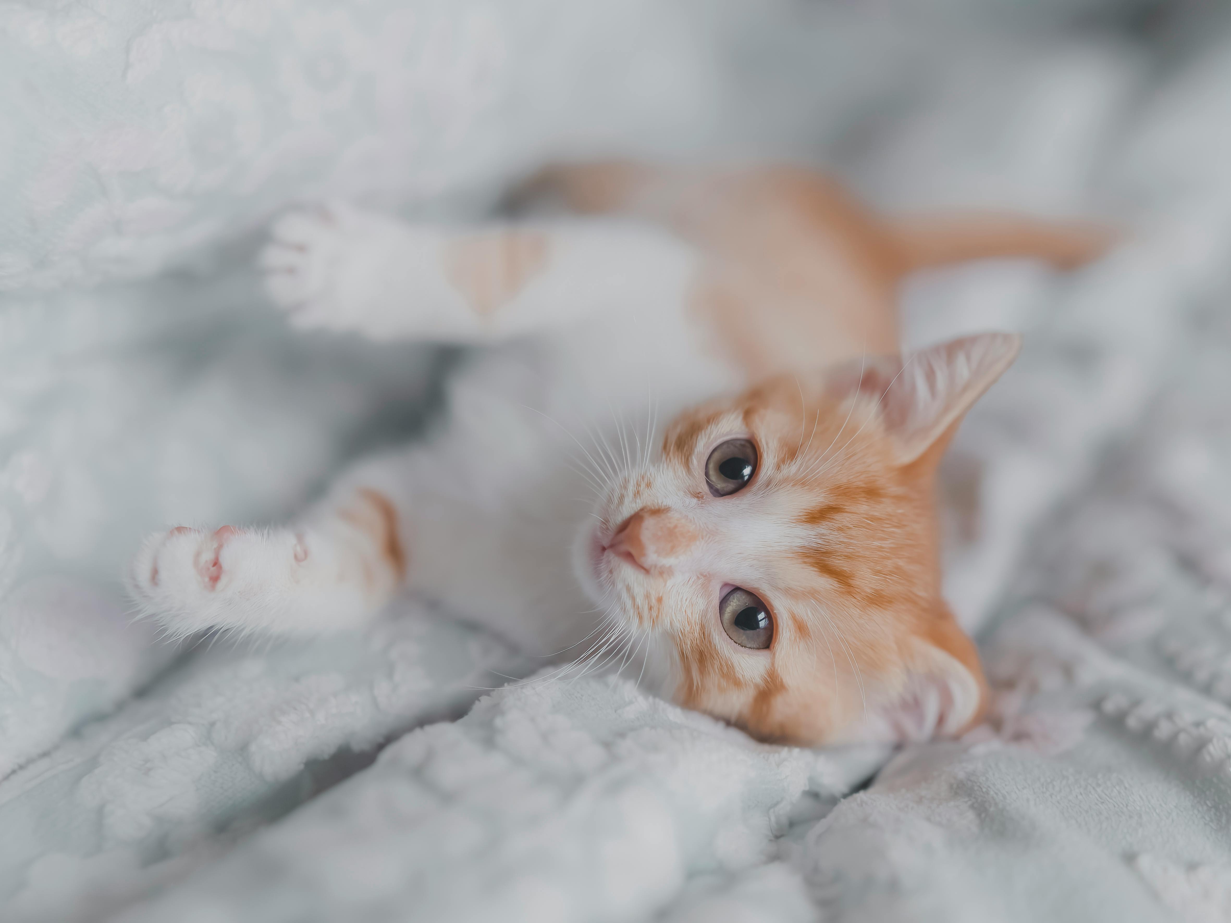 Tiny Cat Photos, Download Free Tiny Cat Stock Photos & HD Images