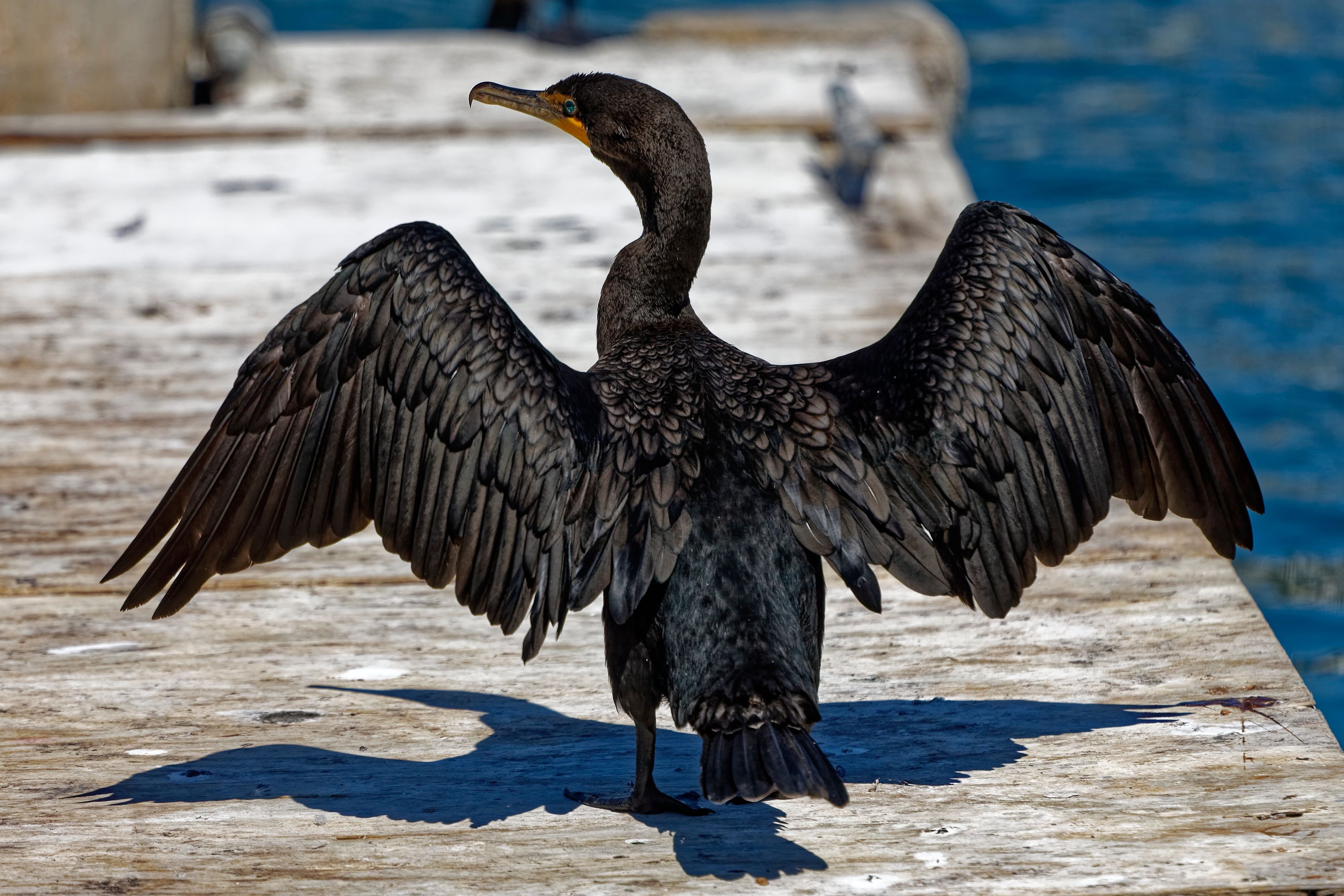 Great Cormorant Photos, Download The BEST Free Great Cormorant Stock ...