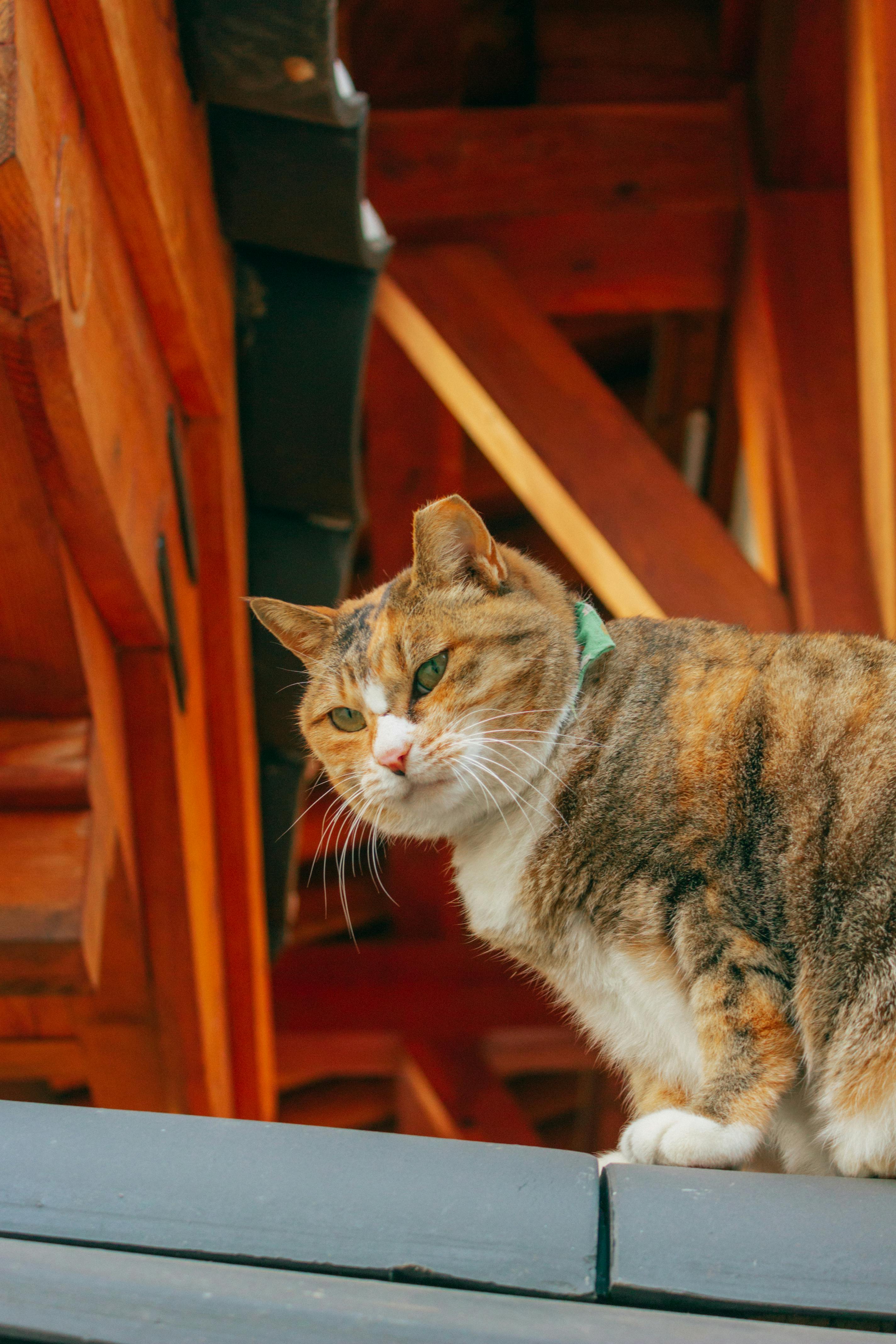 Cat on Wall · Free Stock Photo